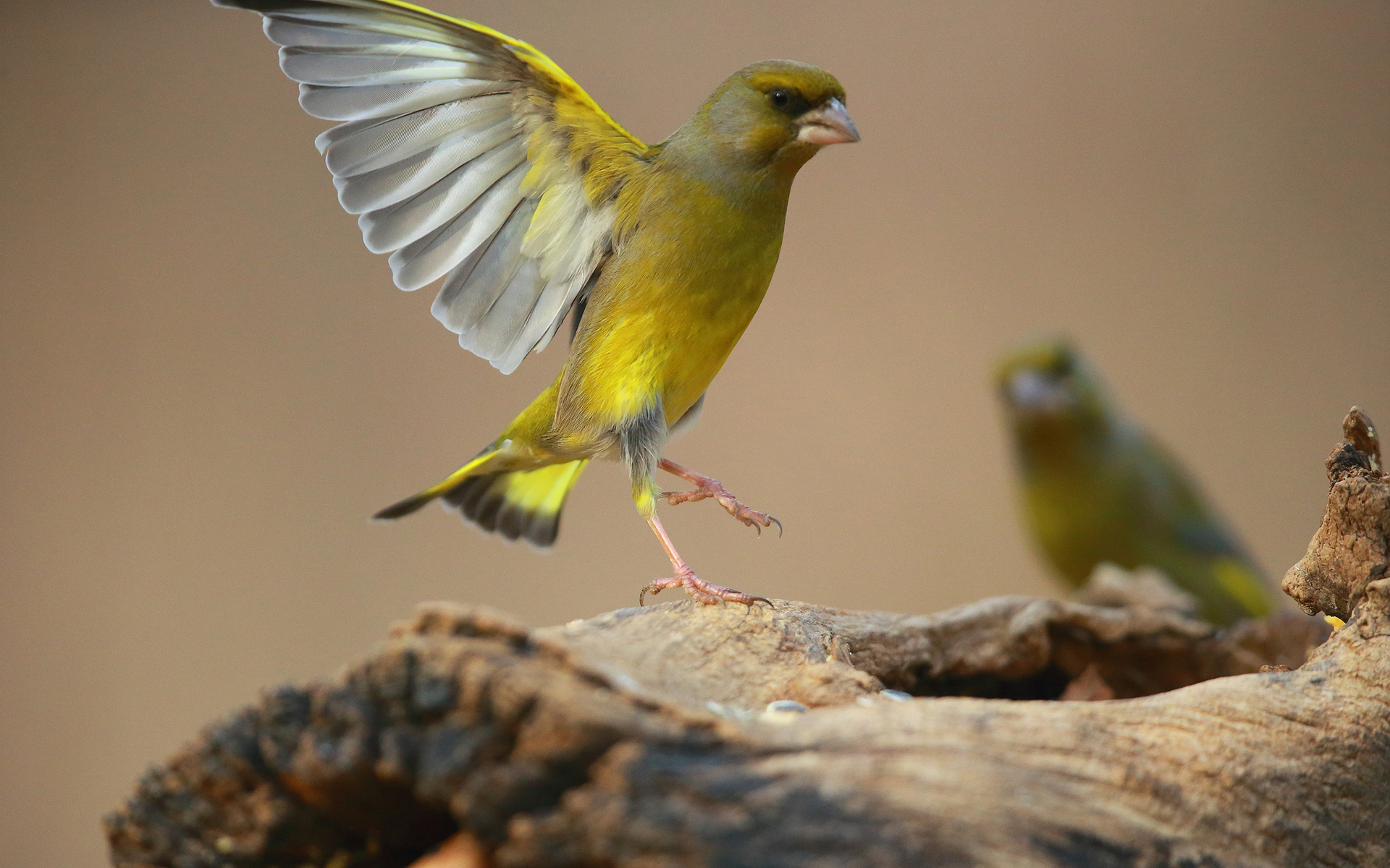 animals, Birds, Wings, Flight, Wildlife Wallpapers HD / Desktop and ...