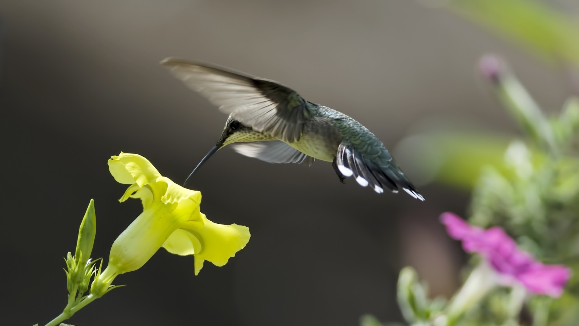 flowers, Birds, Pink, Hummingbird, Yellow Wallpapers HD / Desktop and ...