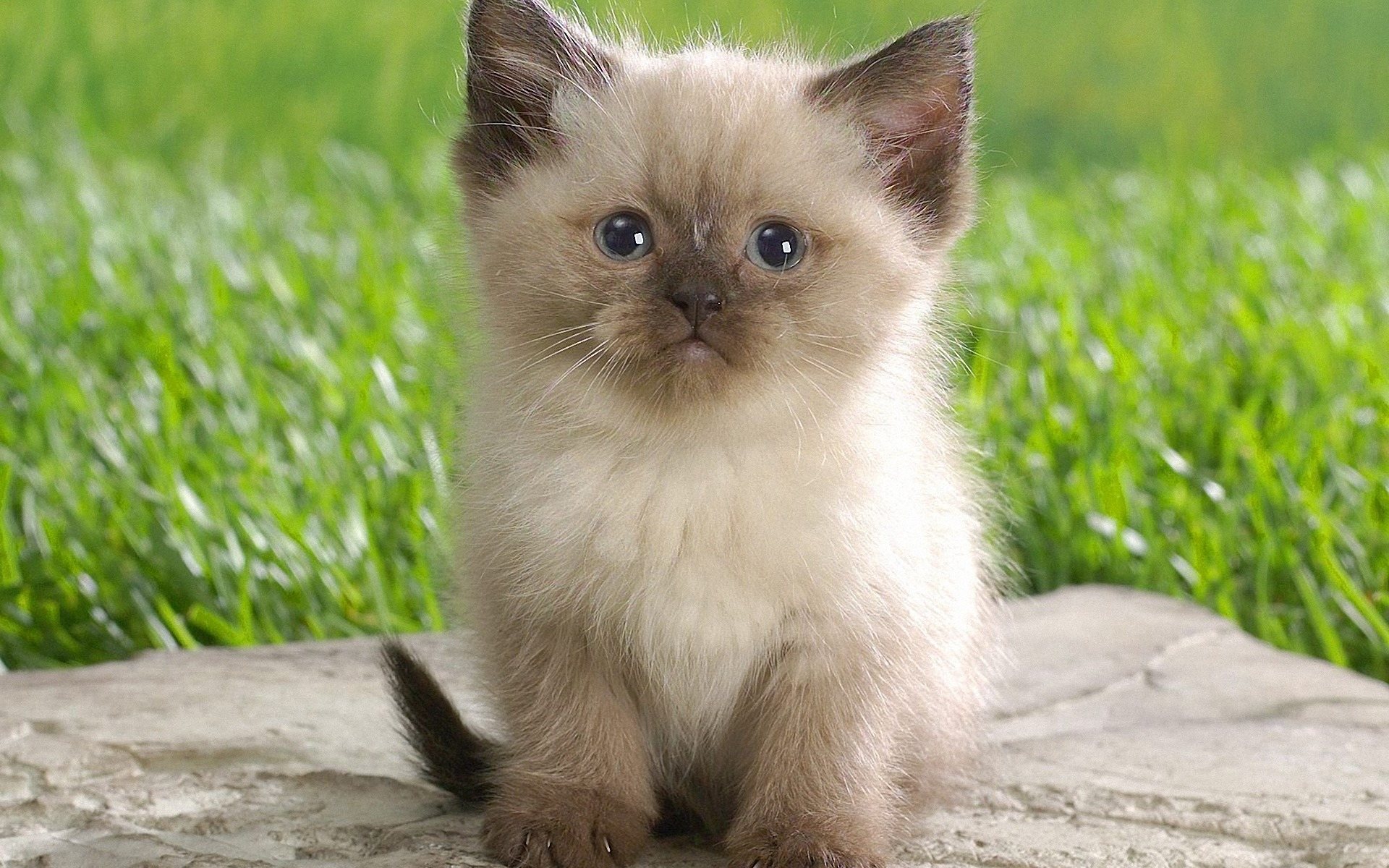 cute, Himalayan, Kitten Wallpapers HD / Desktop and Mobile Backgrounds
