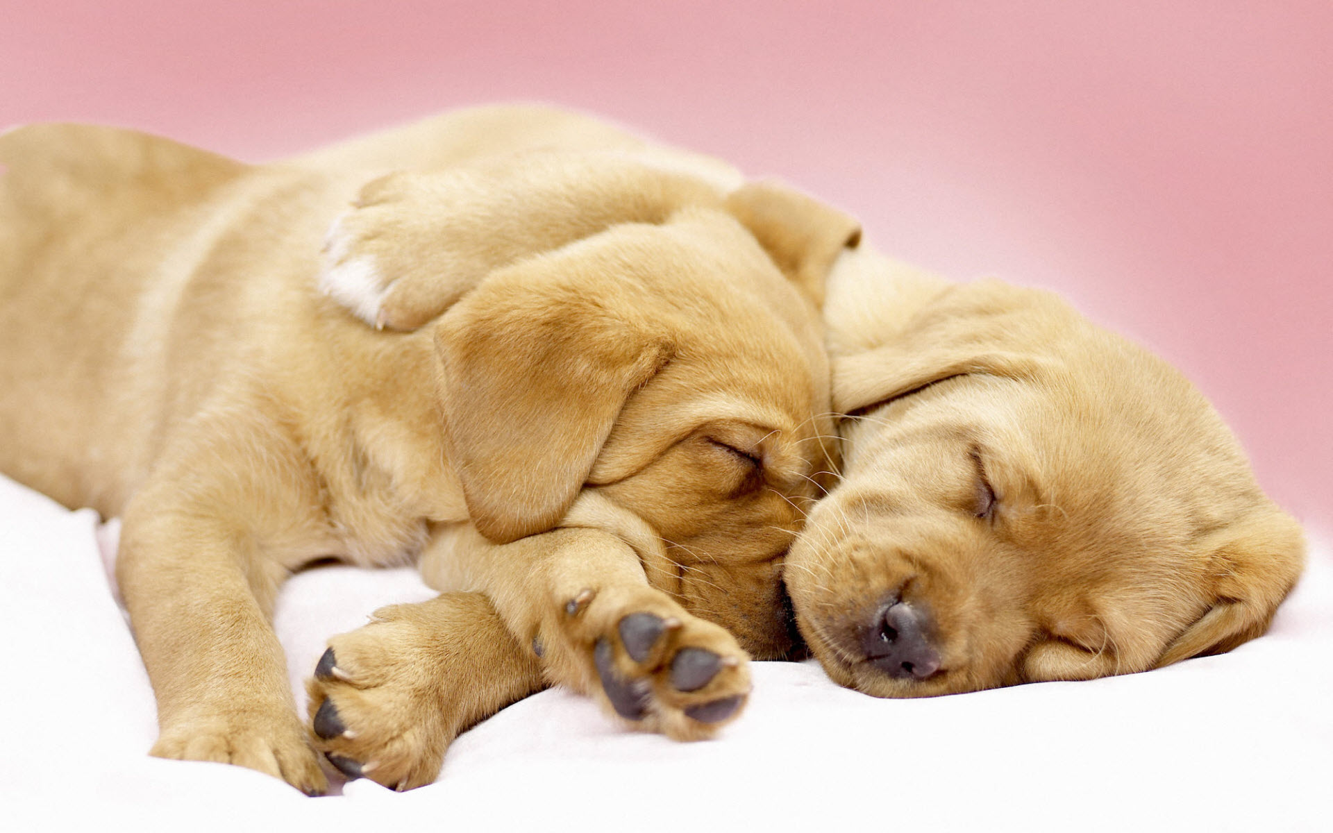 canine, Cuddles Wallpapers HD / Desktop and Mobile Backgrounds