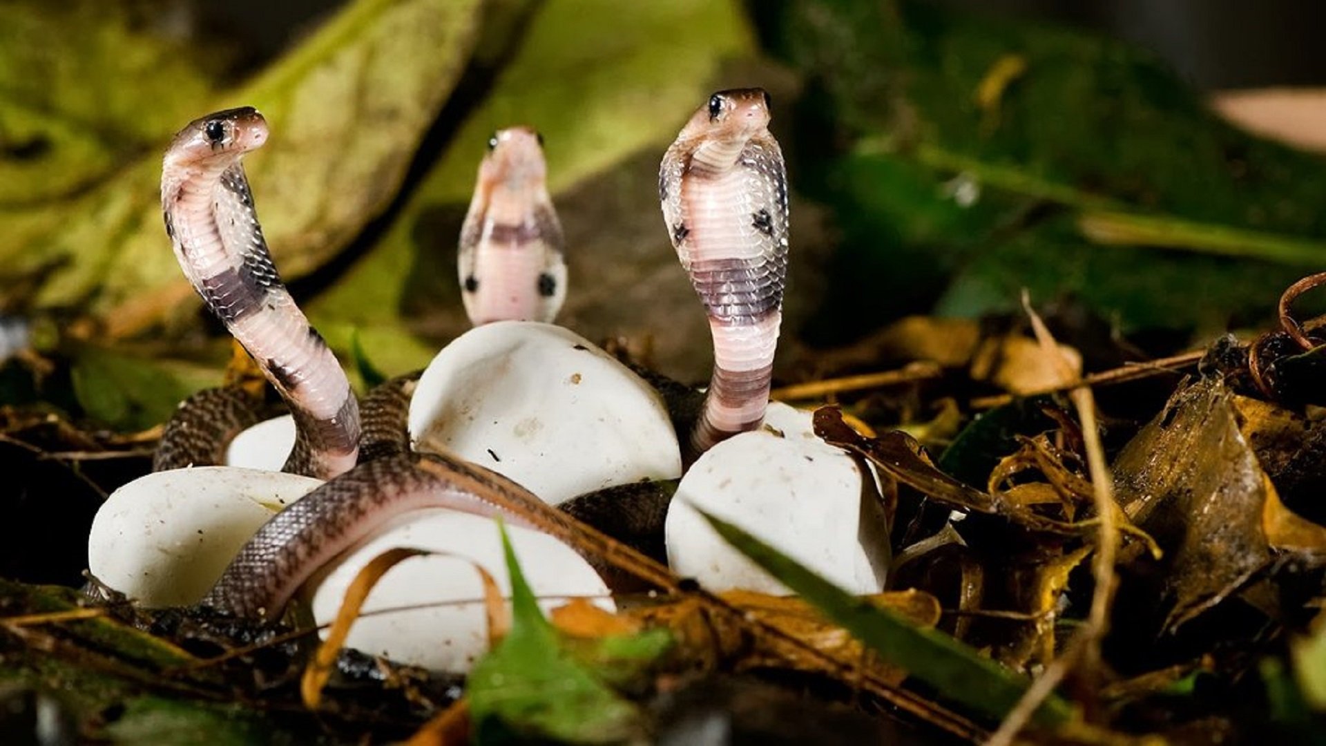 three, Young, Royal, Cobras Wallpapers HD / Desktop and Mobile Backgrounds