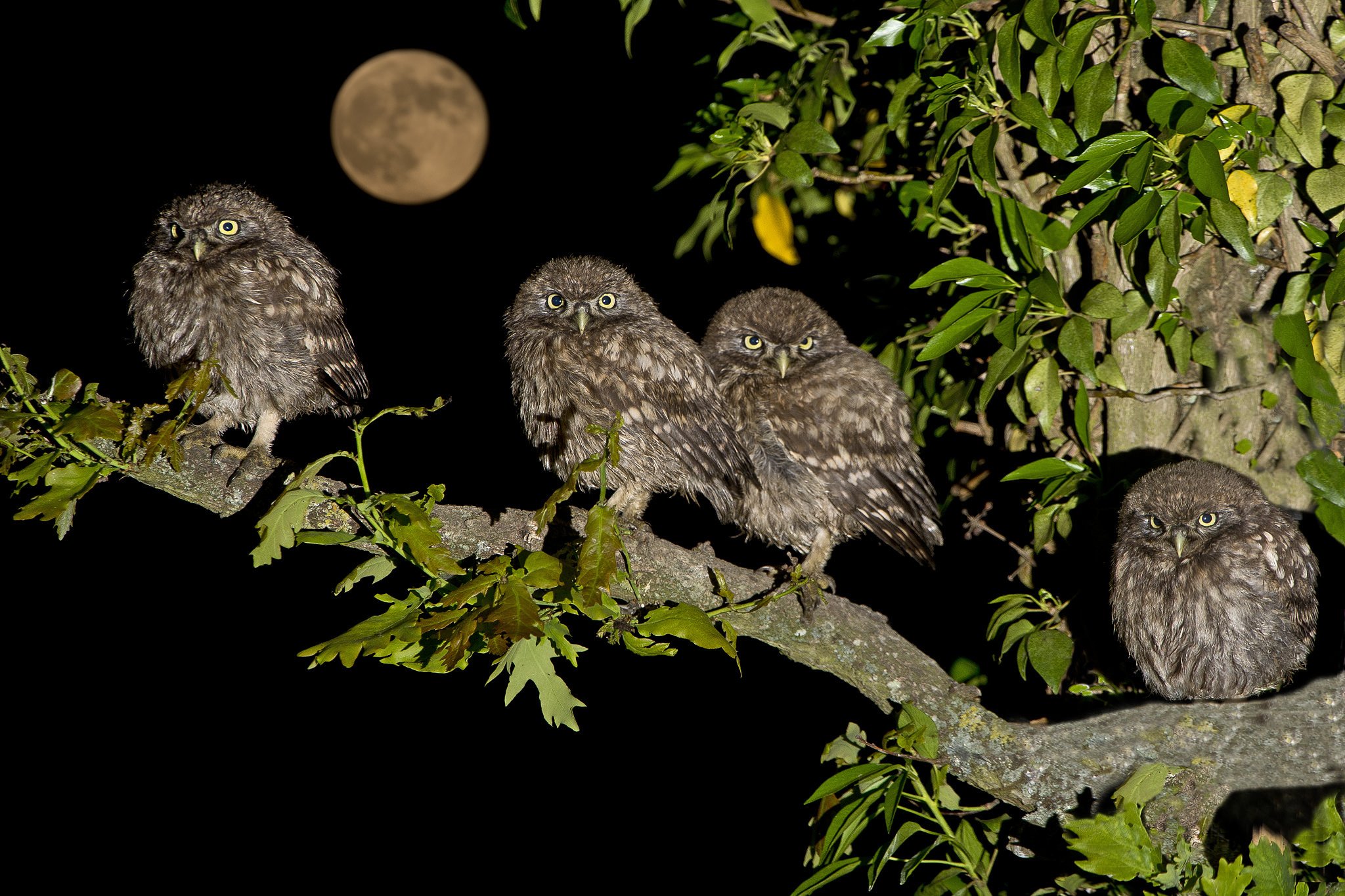 owl, Owls, Birds, Quartet, Little, Family, Tree, Branch, Moon, Night ...