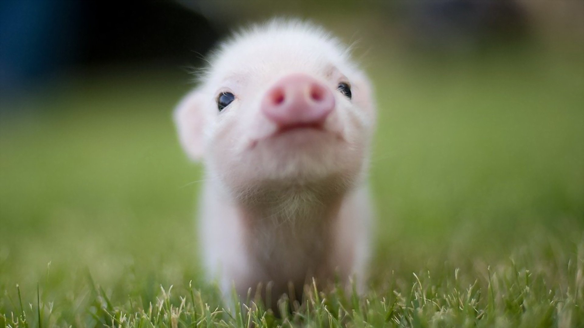 pig, Grass, Snout, Baby Wallpapers HD / Desktop and Mobile Backgrounds