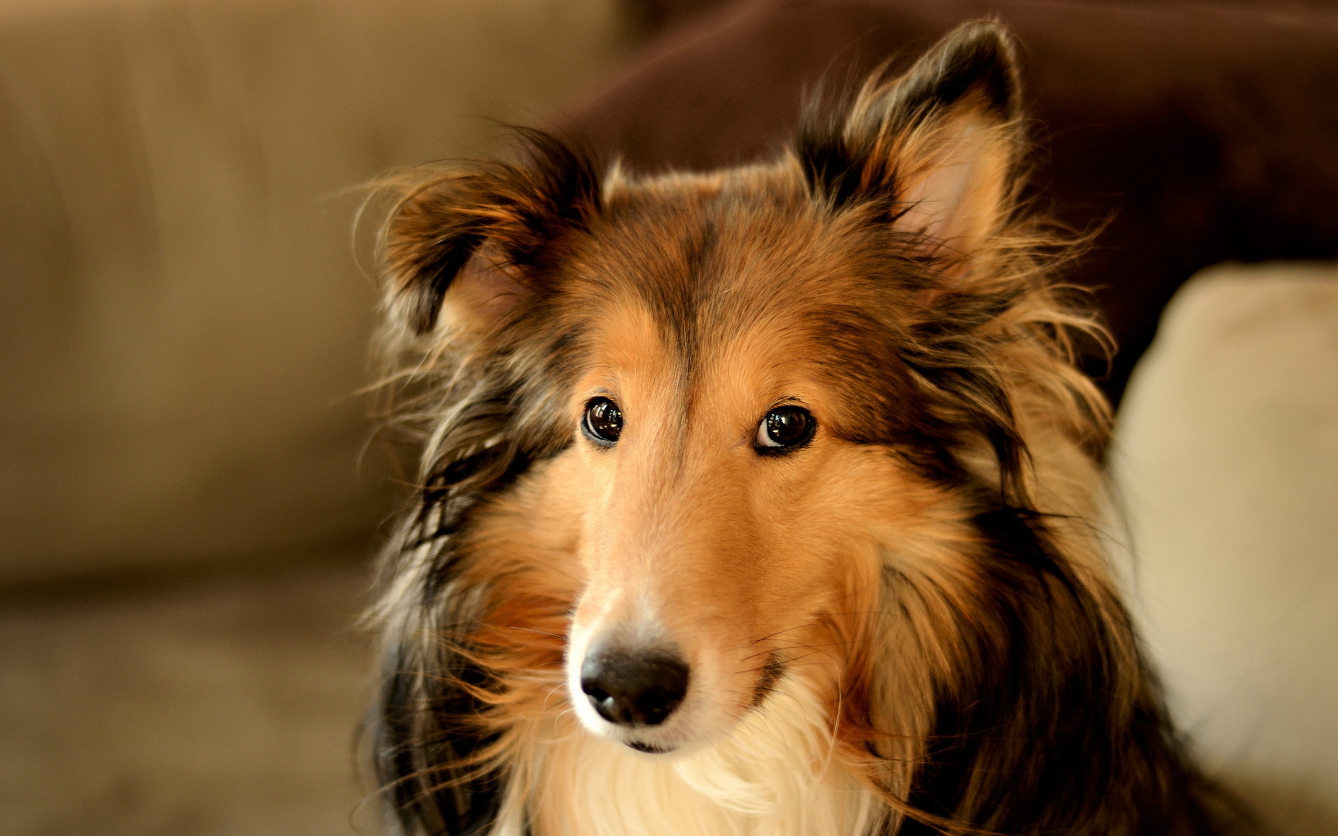 dog, Friend, Look Wallpapers HD / Desktop and Mobile Backgrounds
