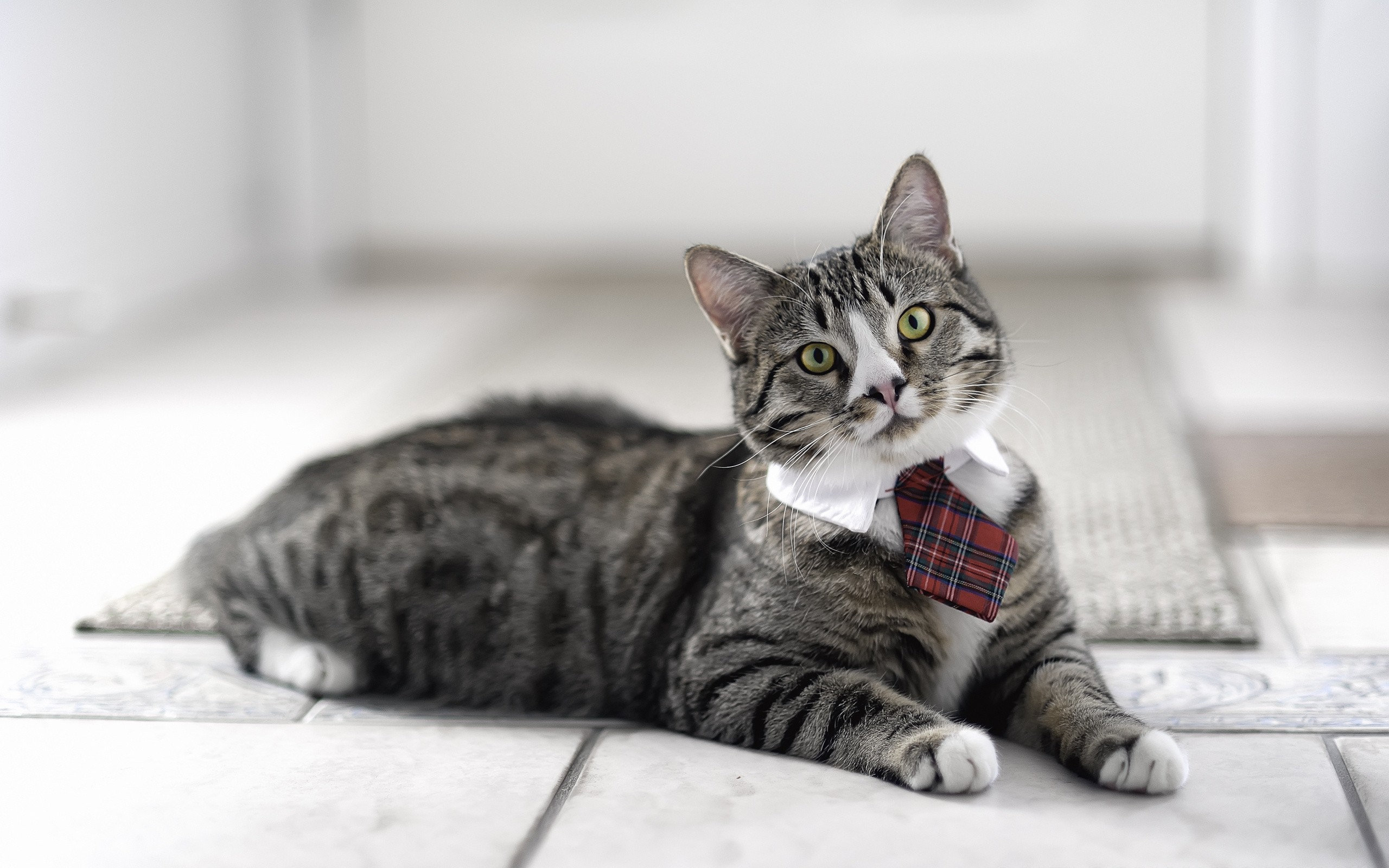 i, Am, A, Business, Cat Wallpapers HD / Desktop and Mobile Backgrounds