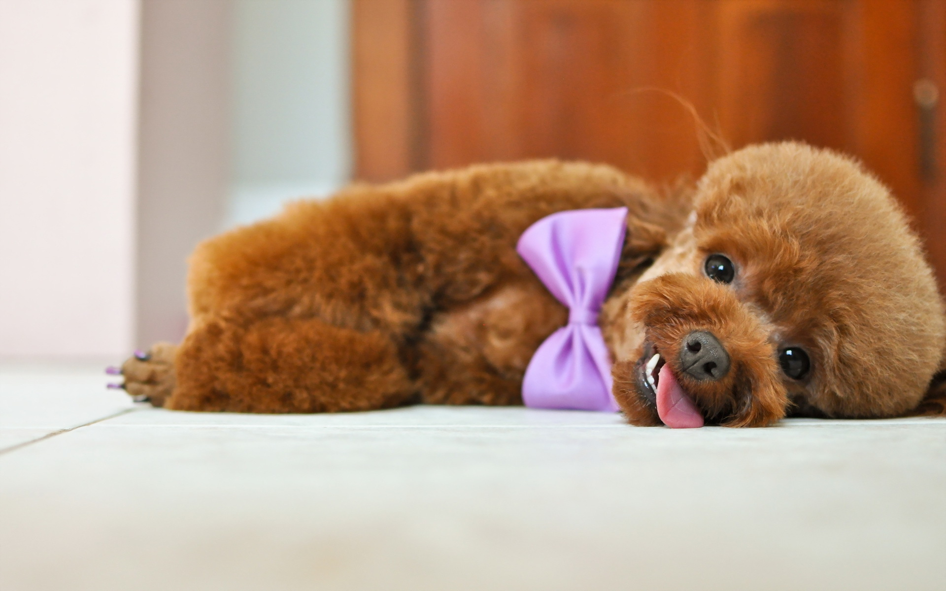 poodle, Bowknot, Ginger, Color, Animals Wallpapers HD / Desktop and ...
