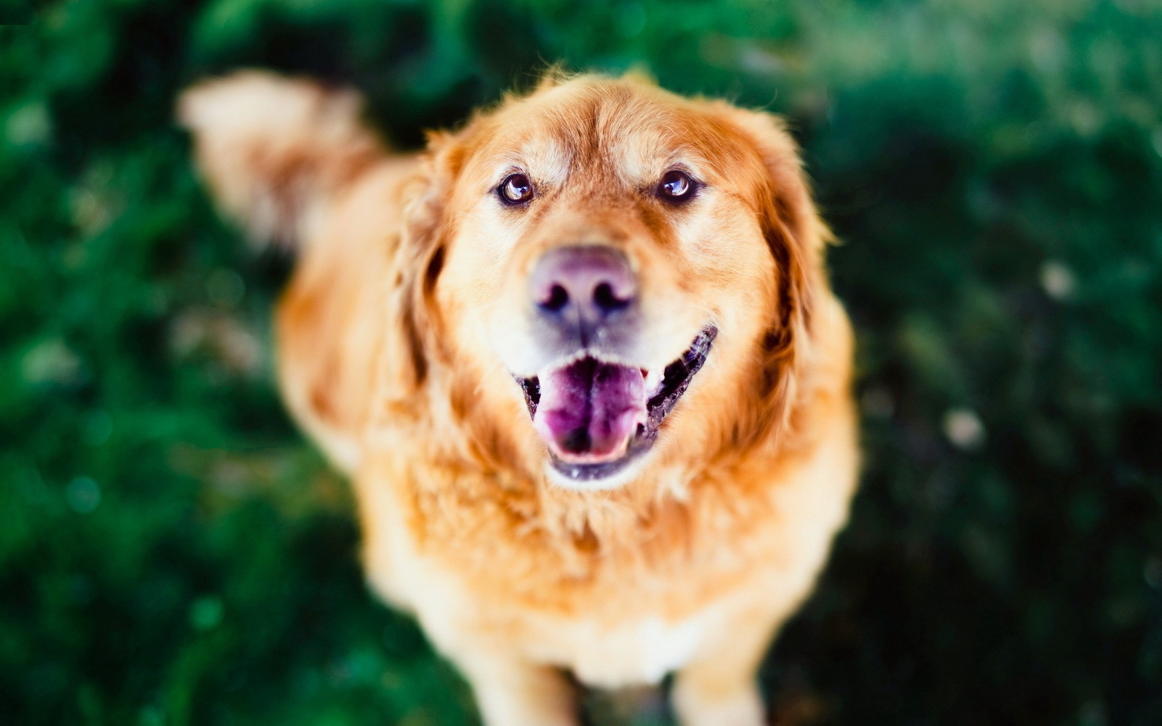 animals, Dogs Wallpapers HD / Desktop and Mobile Backgrounds