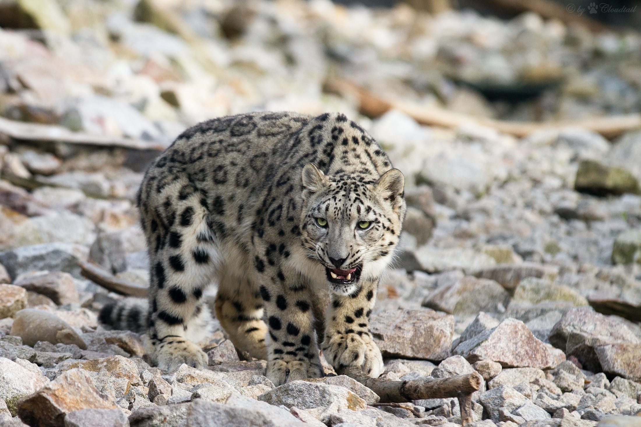snow, Leopard, Wild, Cat, Teeth, Fangs, Anger Wallpapers HD / Desktop ...