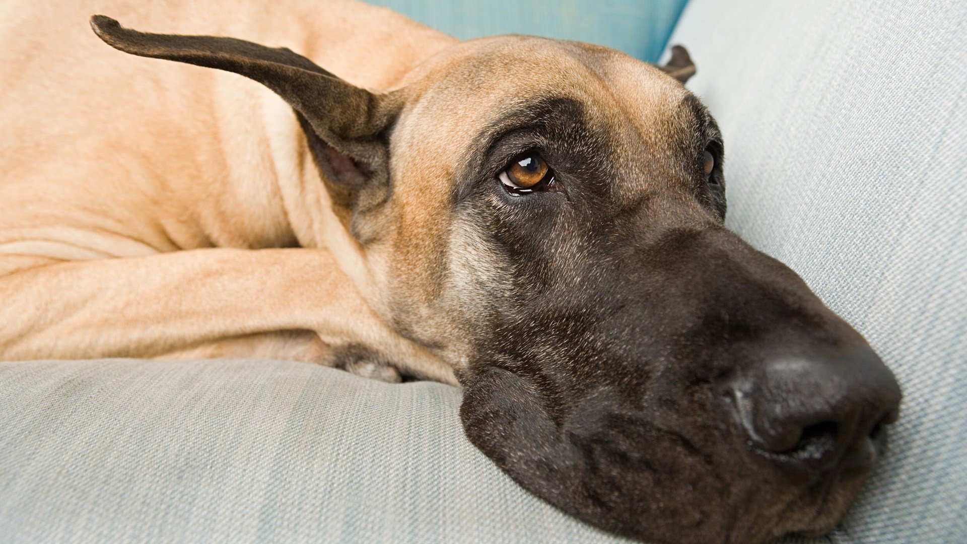 dogs, Sad Wallpapers HD / Desktop and Mobile Backgrounds