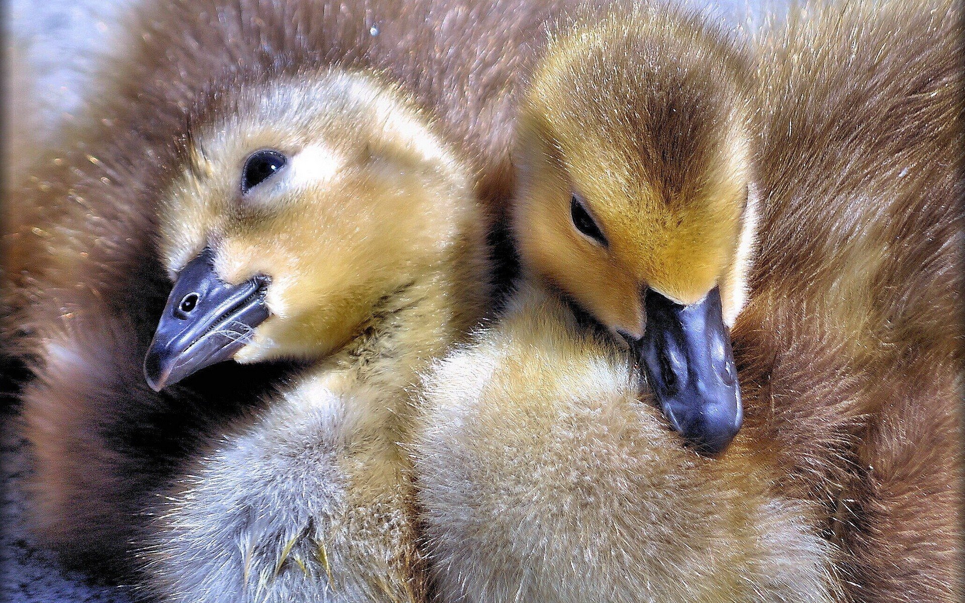 birds, Ducks, Duckling, Baby, Birds Wallpapers HD / Desktop and Mobile ...