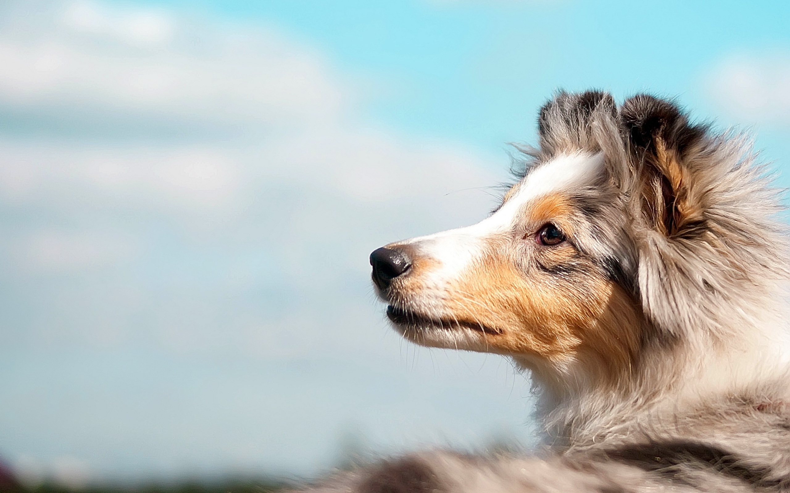 collie, Puppy Wallpapers HD / Desktop and Mobile Backgrounds