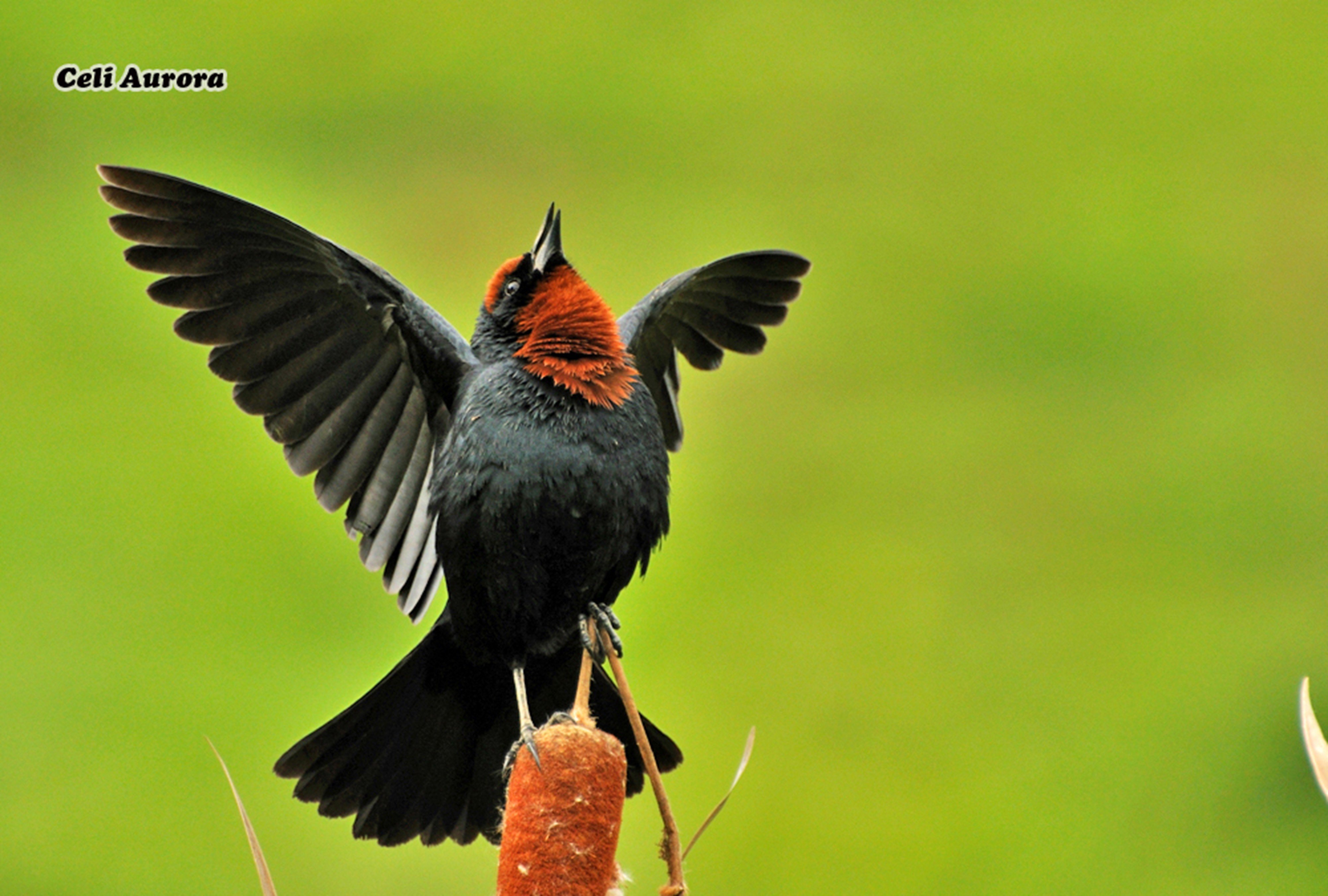 brazilian, Wild, Birds, Brazi Wallpapers HD / Desktop and Mobile ...