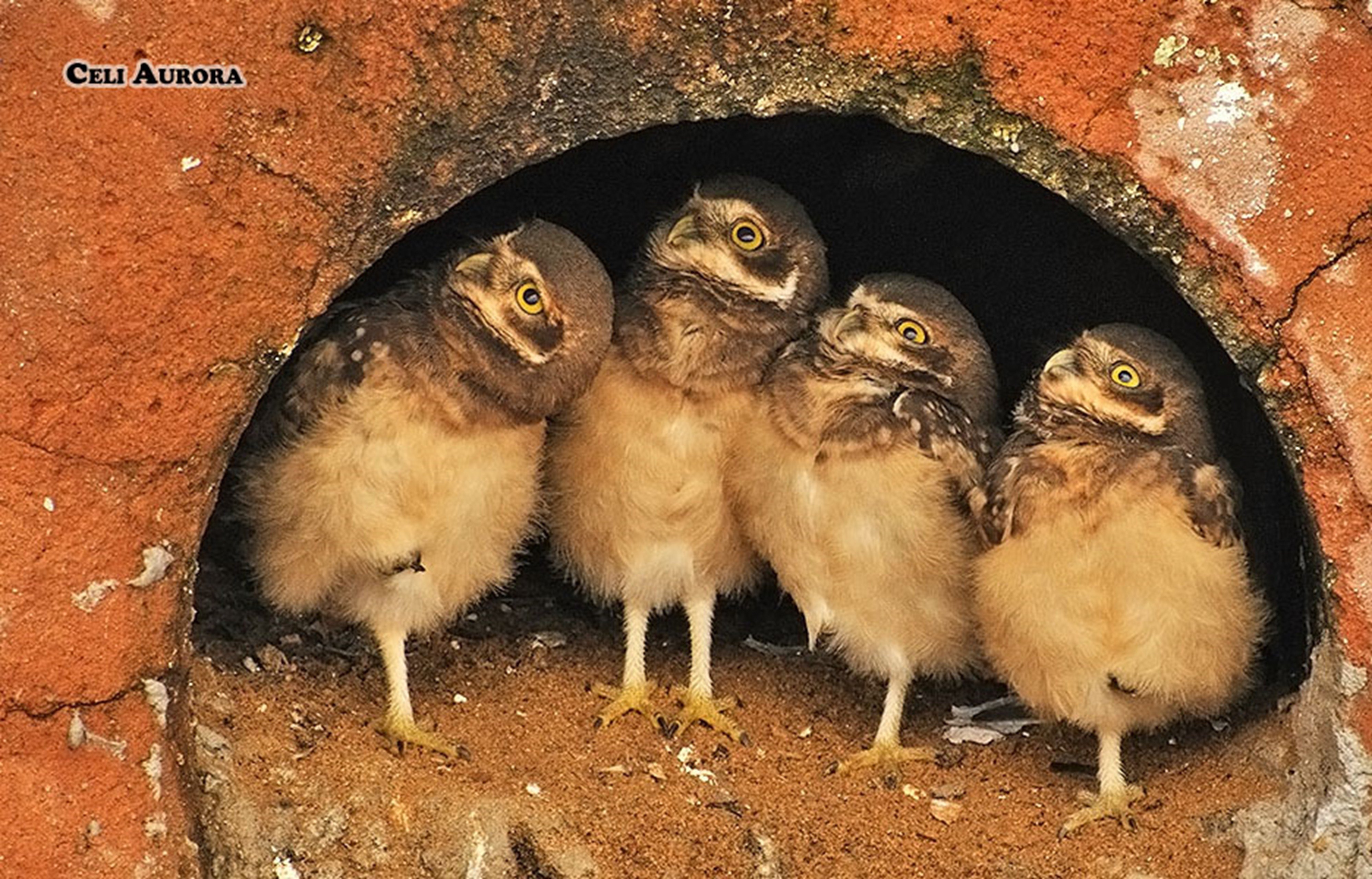 brazilian, Wild, Birds, Brazi Wallpapers HD / Desktop and Mobile ...