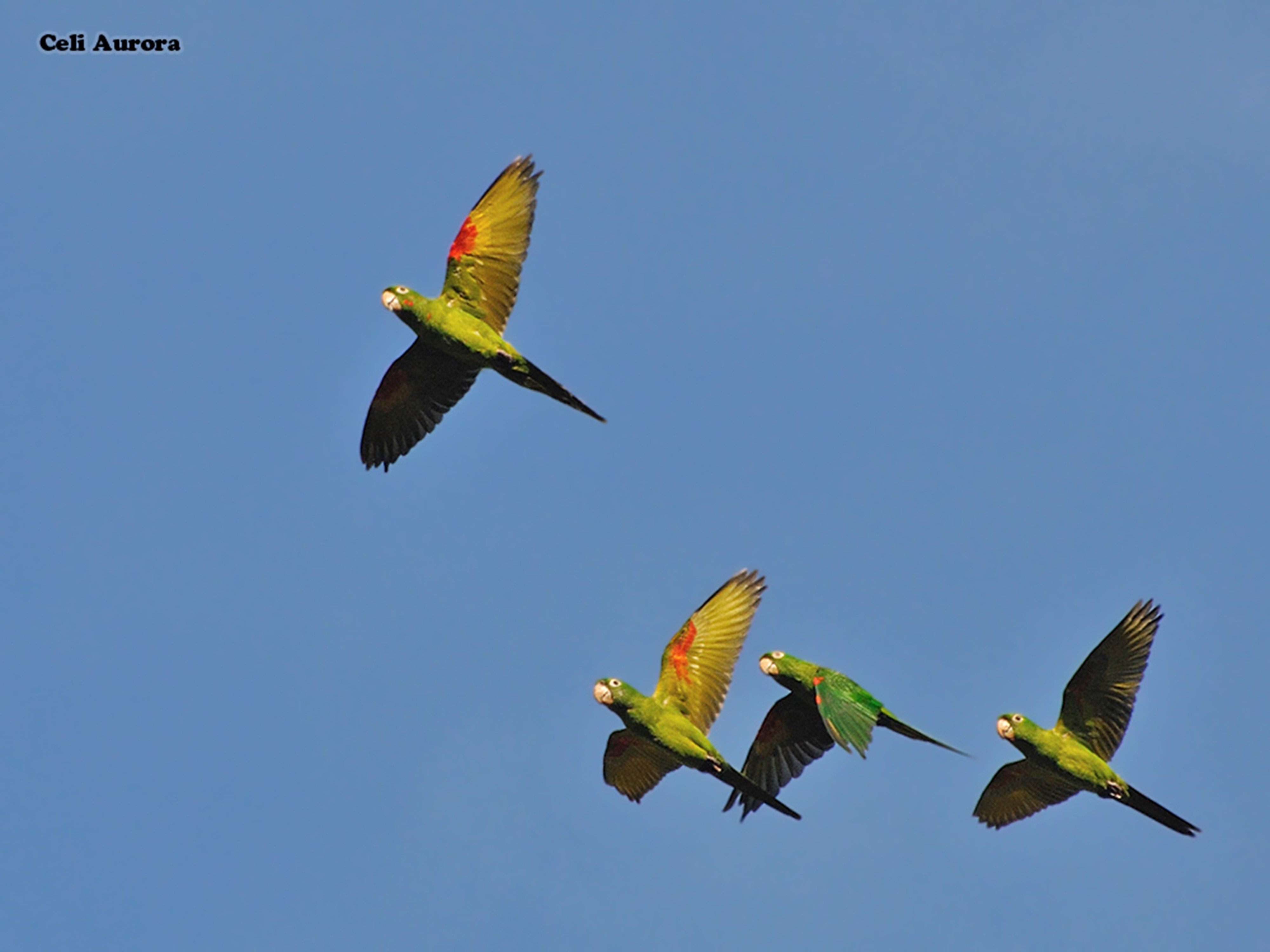 brazilian, Wild, Birds, Brazil Wallpapers HD / Desktop and Mobile ...