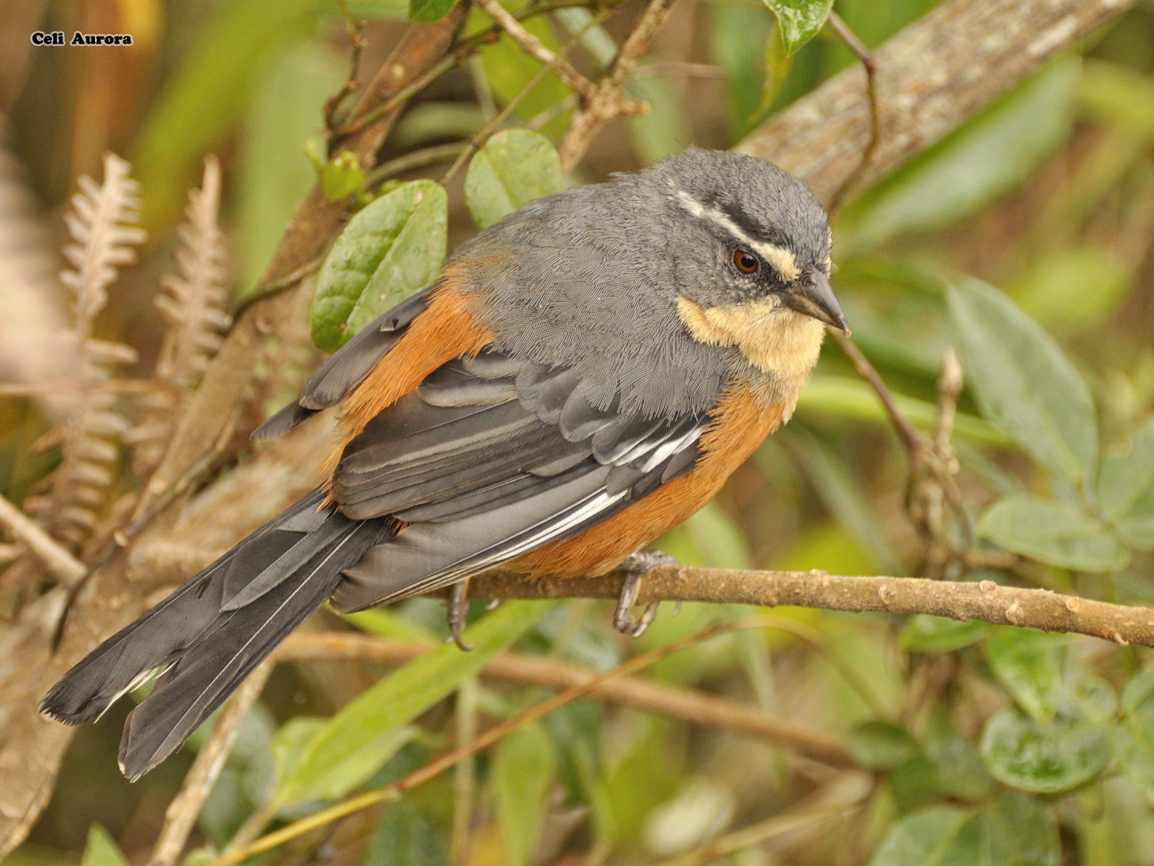 brazilian, Wild, Birds, Brazil Wallpapers HD / Desktop and Mobile ...