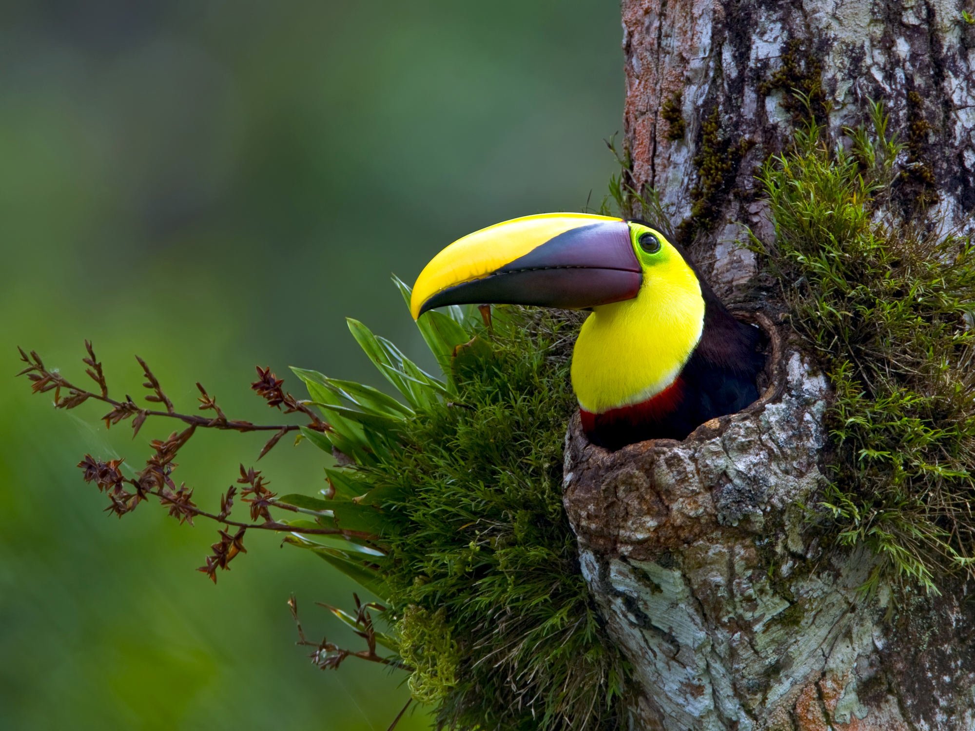 toucan, Parrot, Bird, Tropical, 32 Wallpapers HD / Desktop and Mobile ...