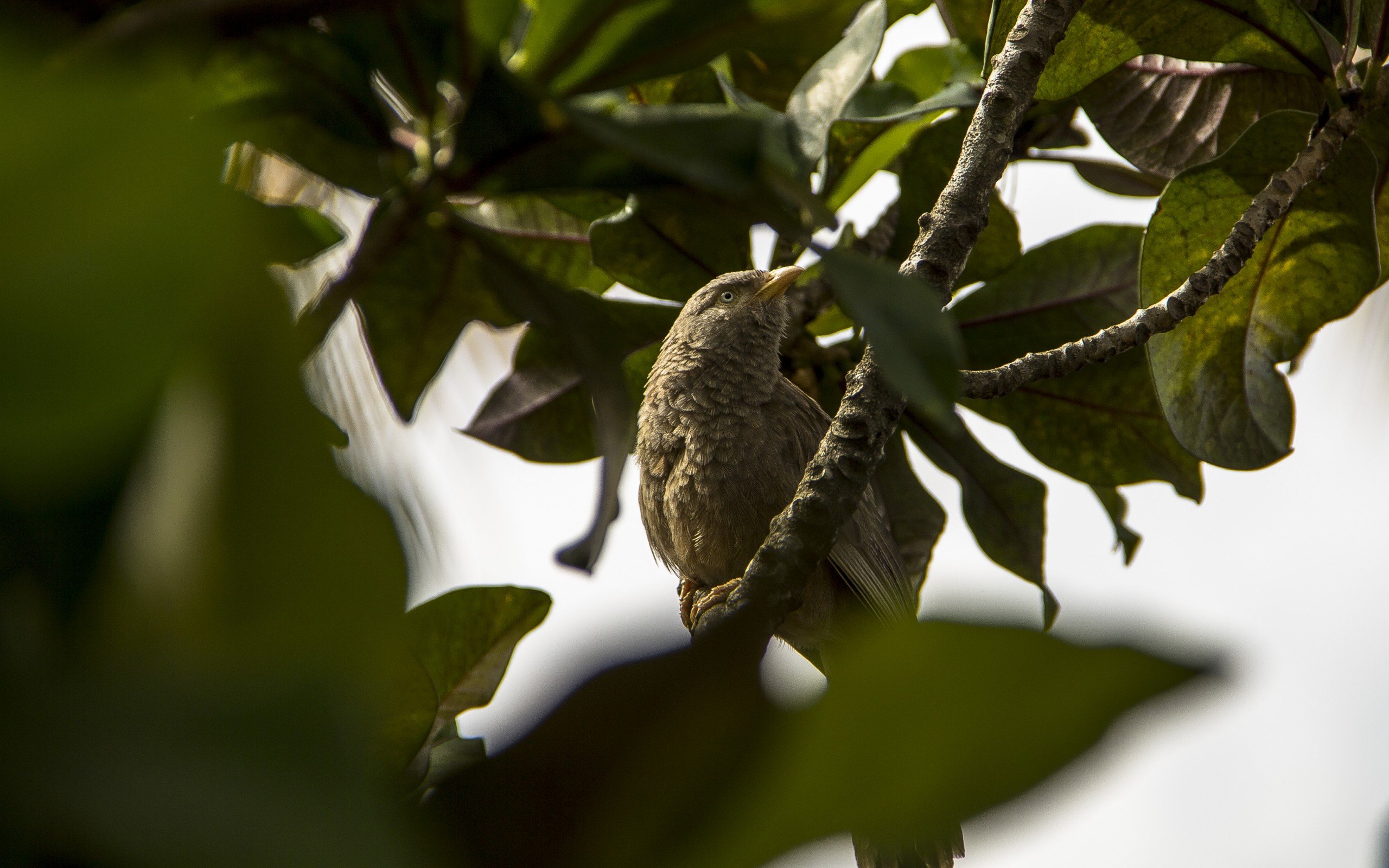 bird, Nature, Animal, Leaves Wallpapers HD / Desktop and Mobile Backgrounds
