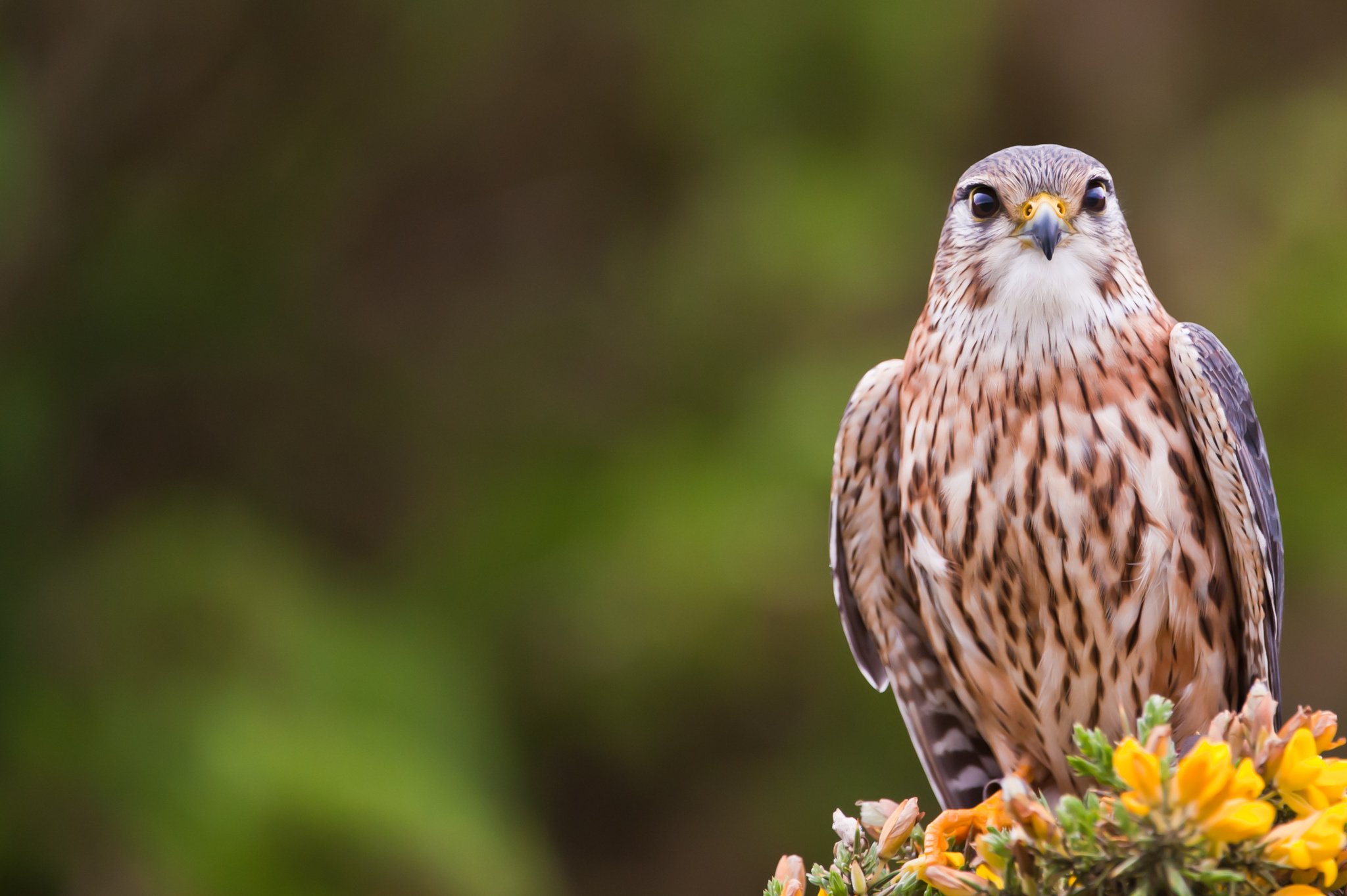 merlin, Falcon, Bird Wallpapers HD / Desktop and Mobile Backgrounds