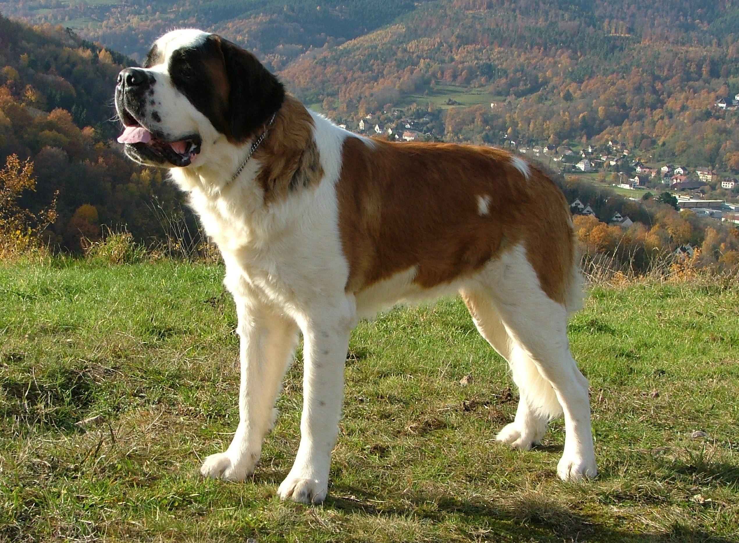 st, Bernard, Dog, Dogs Wallpapers HD / Desktop and Mobile Backgrounds