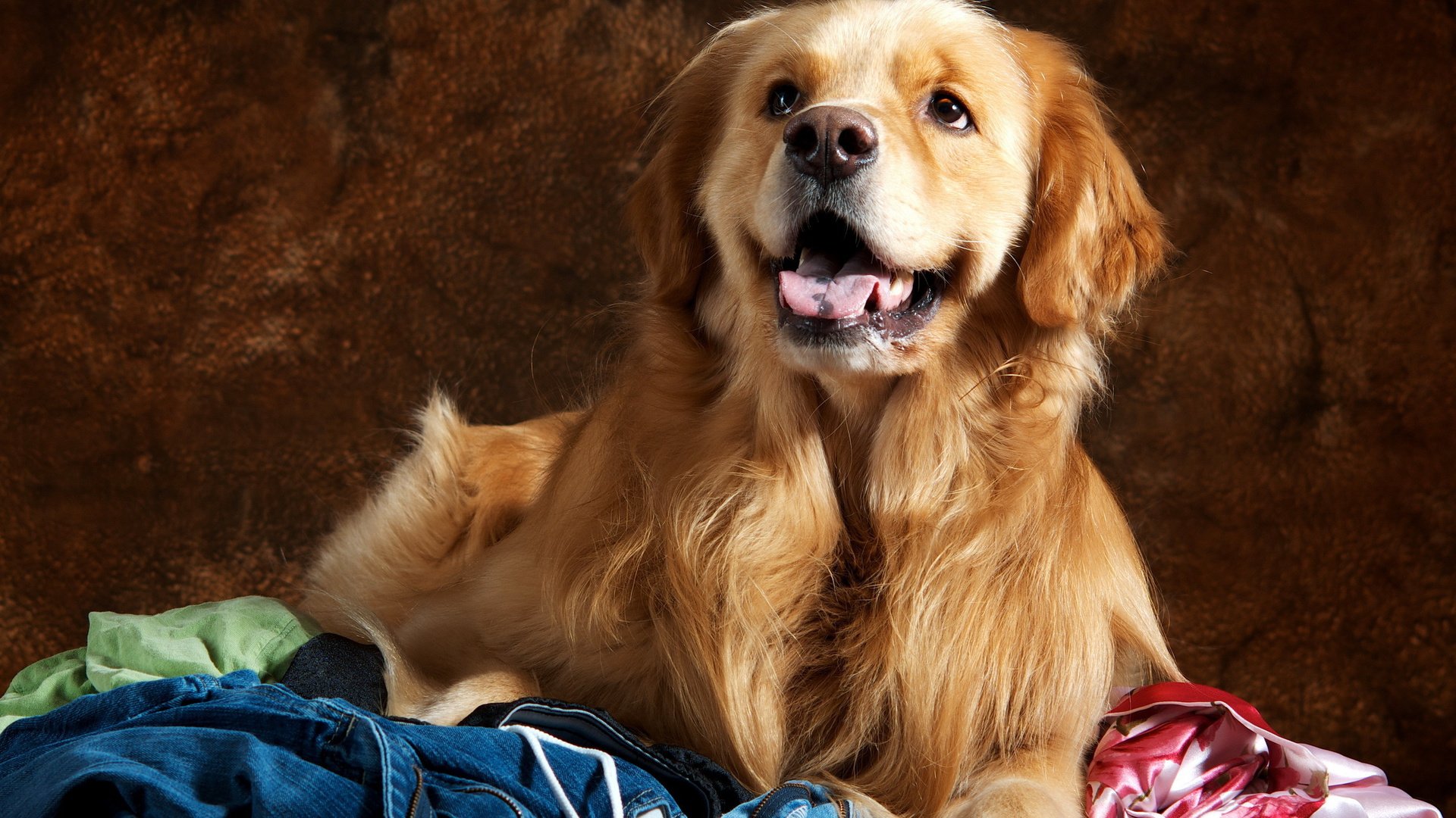 dog, Animal, Friendly, Puppy, Cute, Dogs Wallpapers HD / Desktop and ...