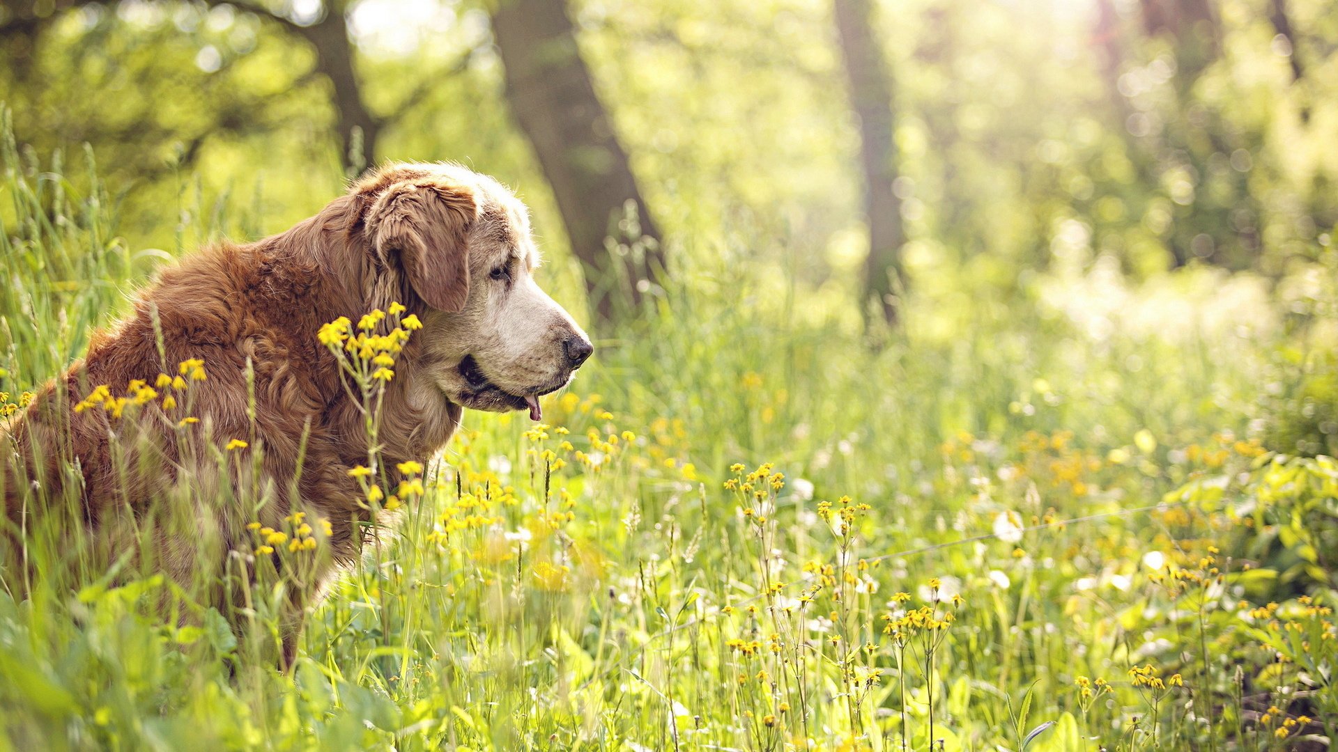 dog, Animal, Friendly, Puppy, Cute, Dogs Wallpapers HD / Desktop and ...