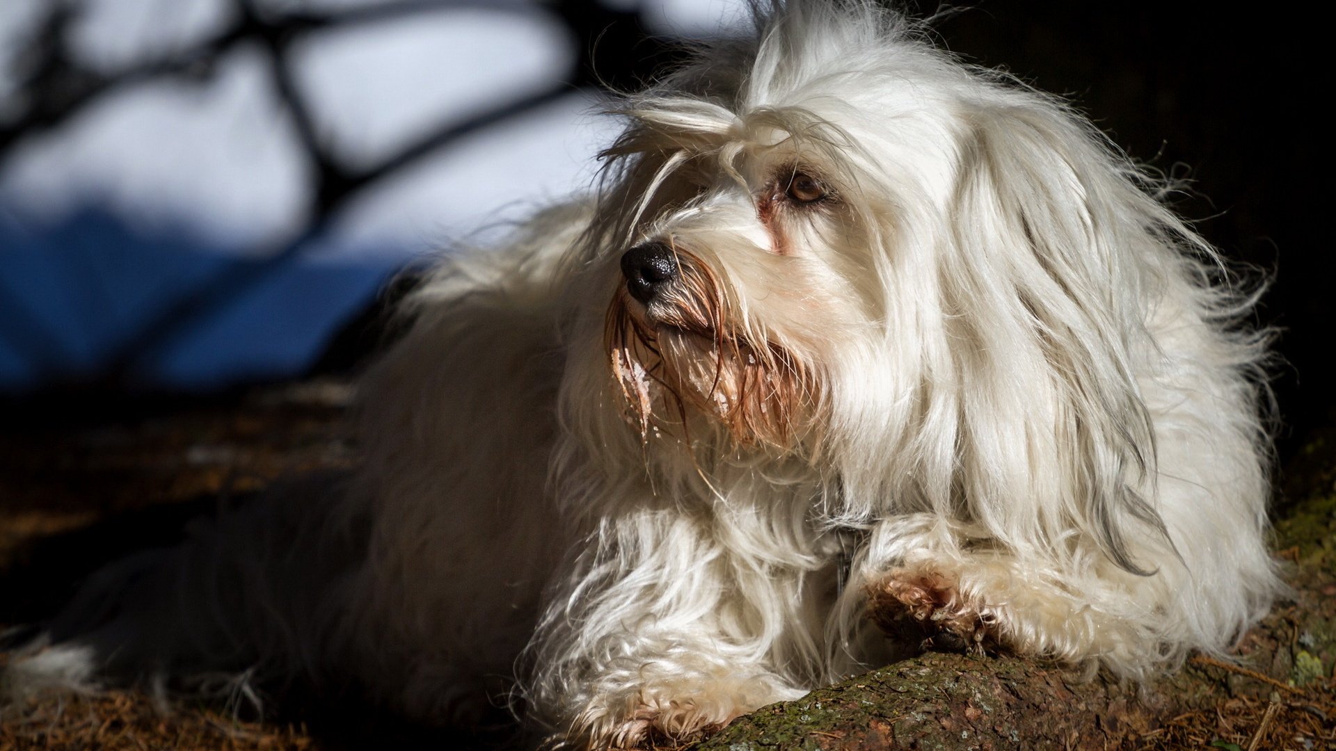 dog, Animal, Friendly, Puppy, Cute, Dogs Wallpapers HD / Desktop and ...