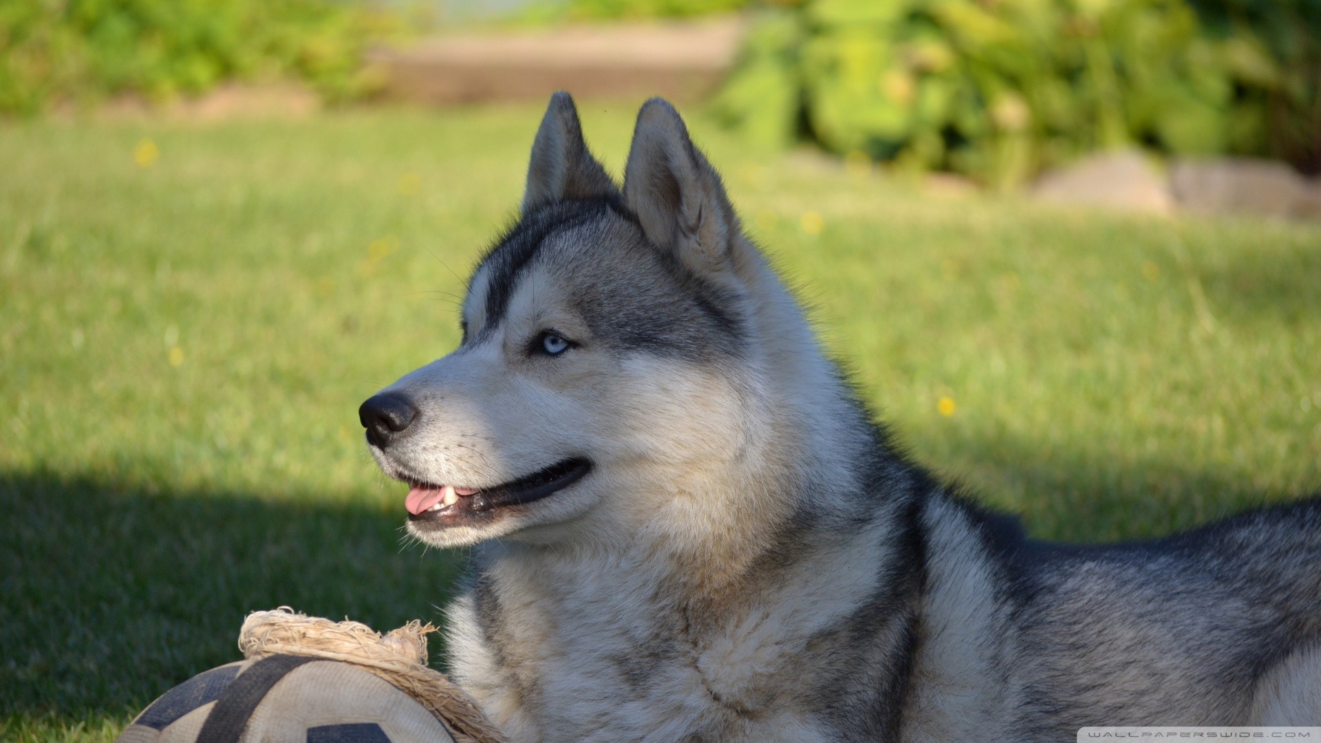 animals, Dogs Wallpapers HD / Desktop and Mobile Backgrounds