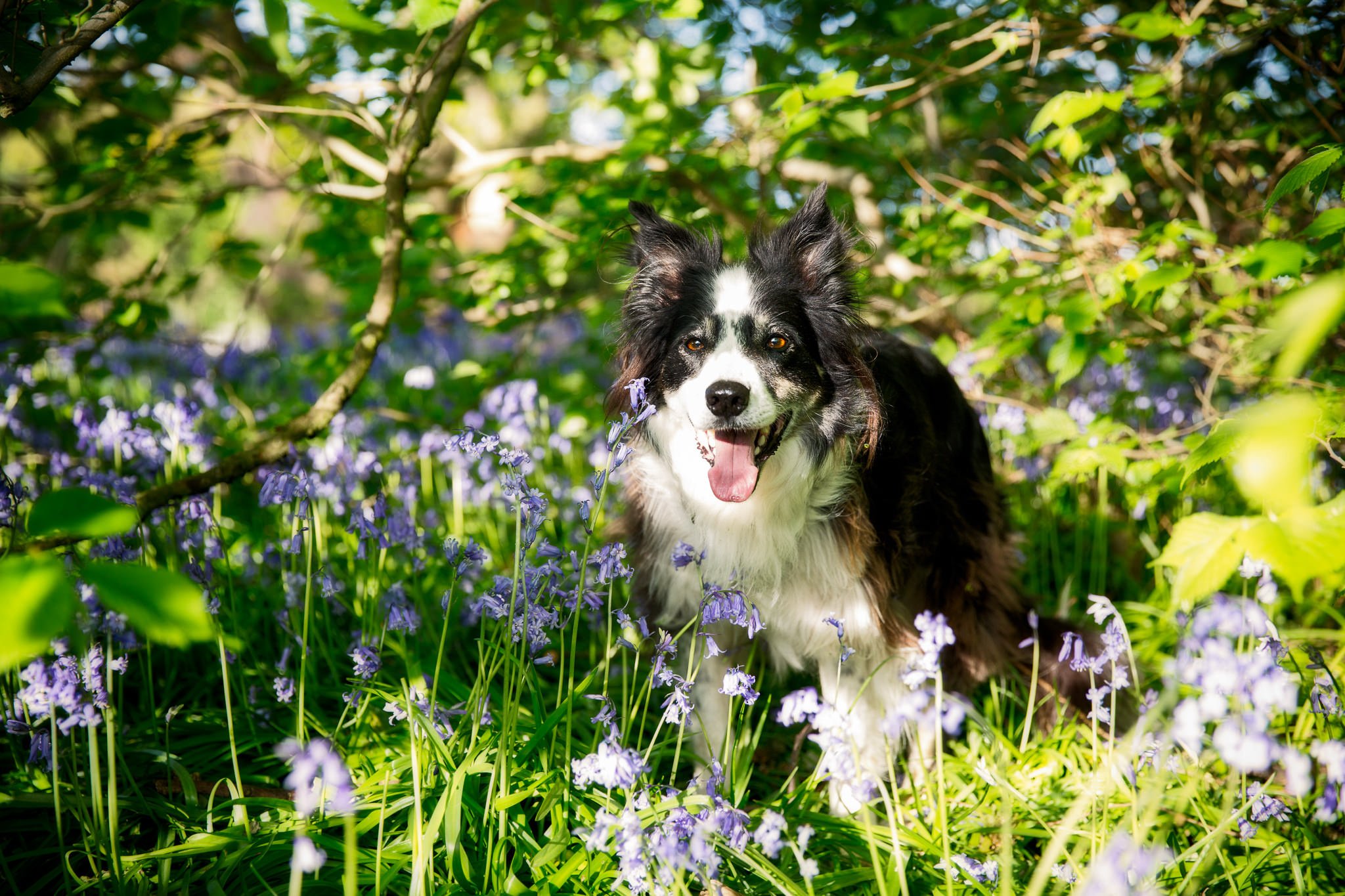 border, Collie, Dog, Flowers Wallpapers HD / Desktop and Mobile Backgrounds