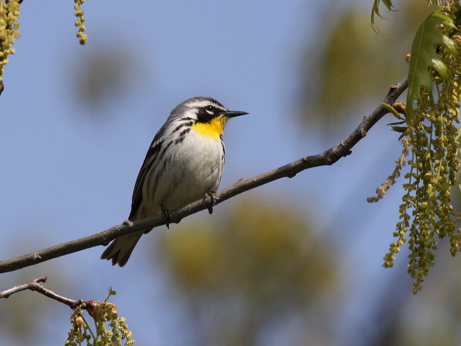 warbler, Bird, Birds, Nature, Wildlife Wallpapers HD / Desktop and ...
