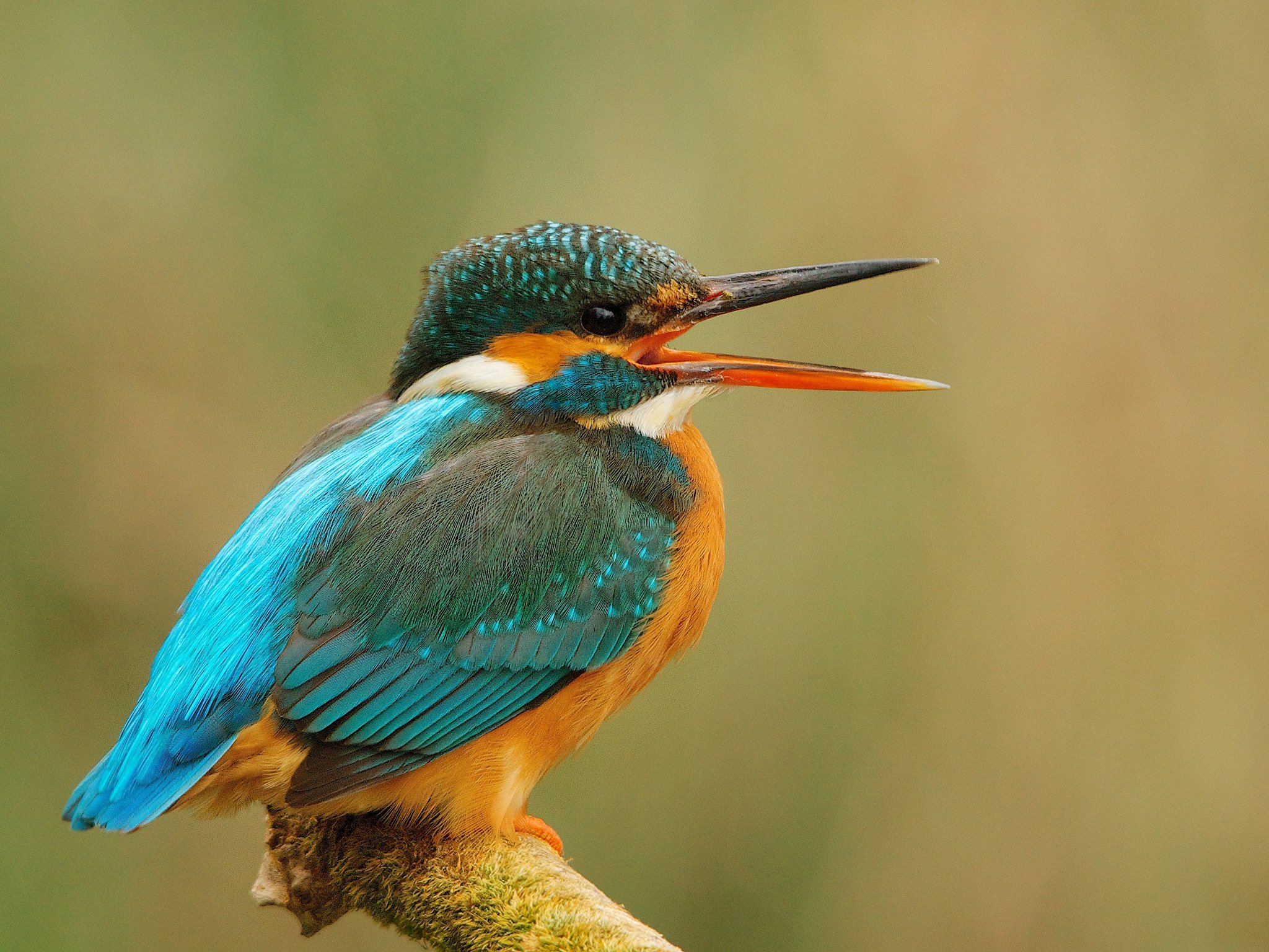 bird, Birds, Animal, Nature Wallpapers HD / Desktop and Mobile Backgrounds