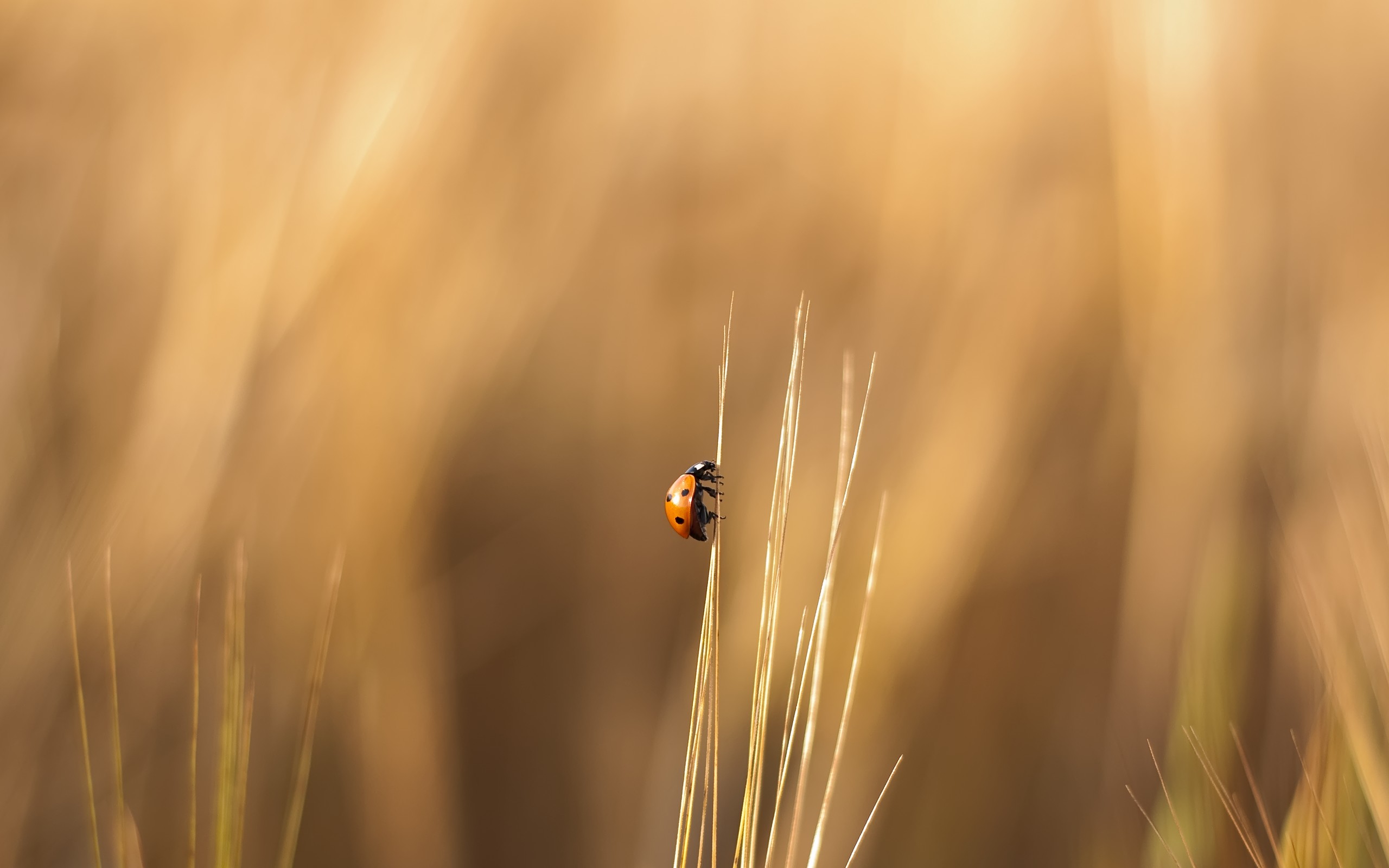 nature, Insects, Summer, Ladybirds Wallpapers HD / Desktop and Mobile ...