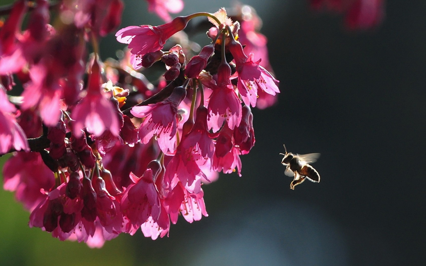 bee, Flowers Wallpapers HD / Desktop and Mobile Backgrounds