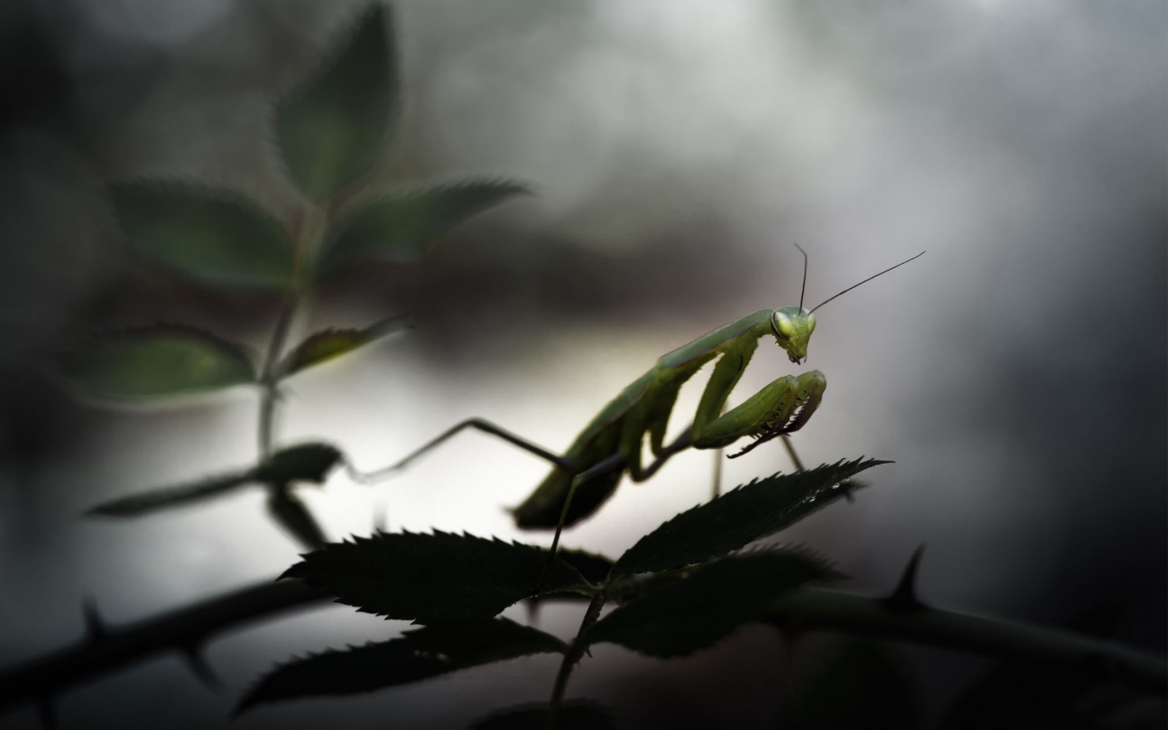 animals, Mantis, Praying, Mantis Wallpapers HD / Desktop and Mobile ...