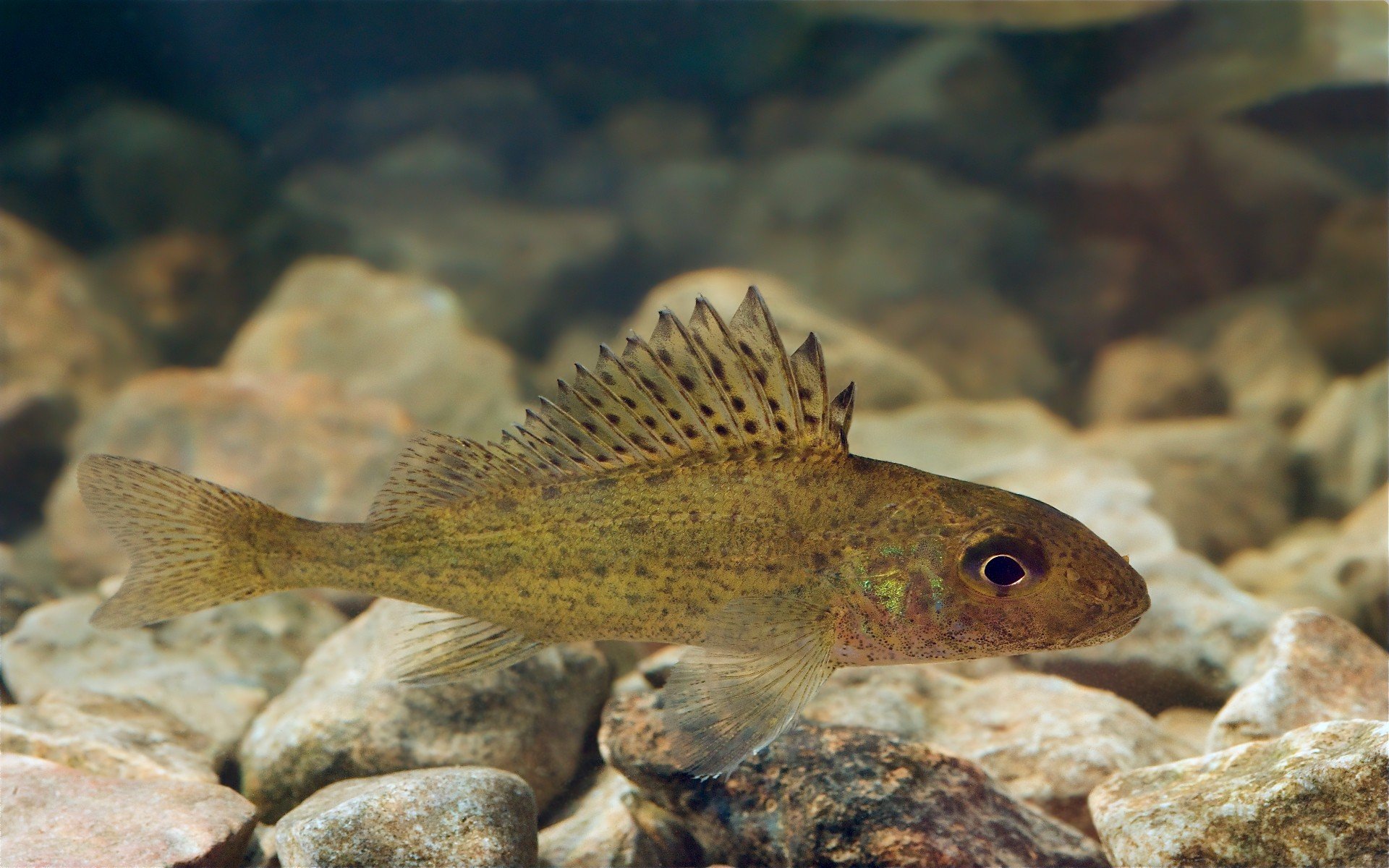 nature, Animals, Fish, Underwater Wallpapers HD / Desktop and Mobile ...