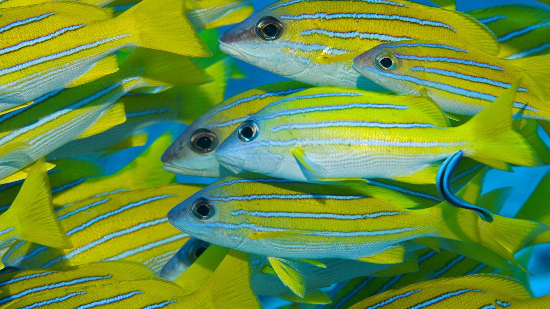 fish Wallpapers HD / Desktop and Mobile Backgrounds