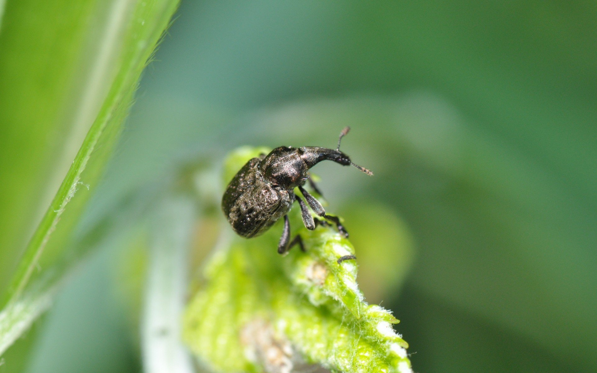 nature, Animals, Insects, Leaves, Plants, Beetles, Macro Wallpapers HD ...