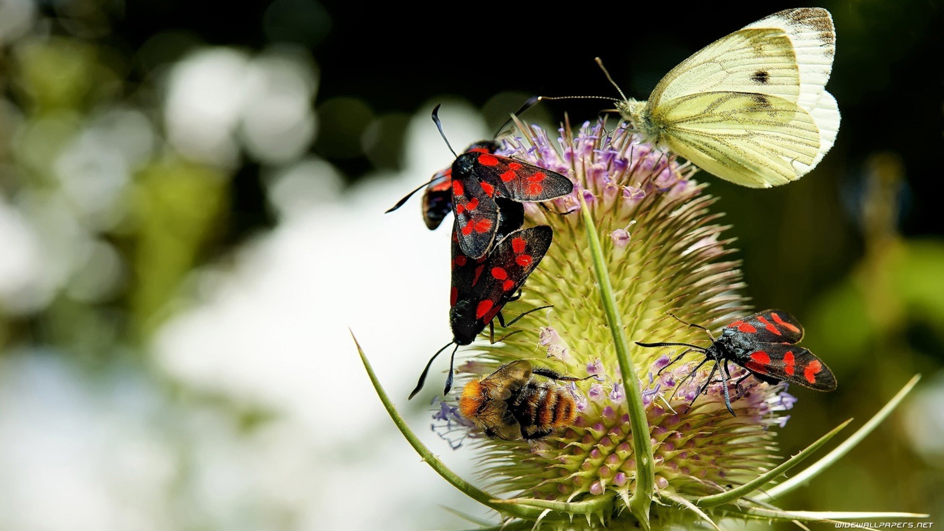 nature, Insects, Butterflies Wallpapers HD / Desktop and Mobile Backgrounds