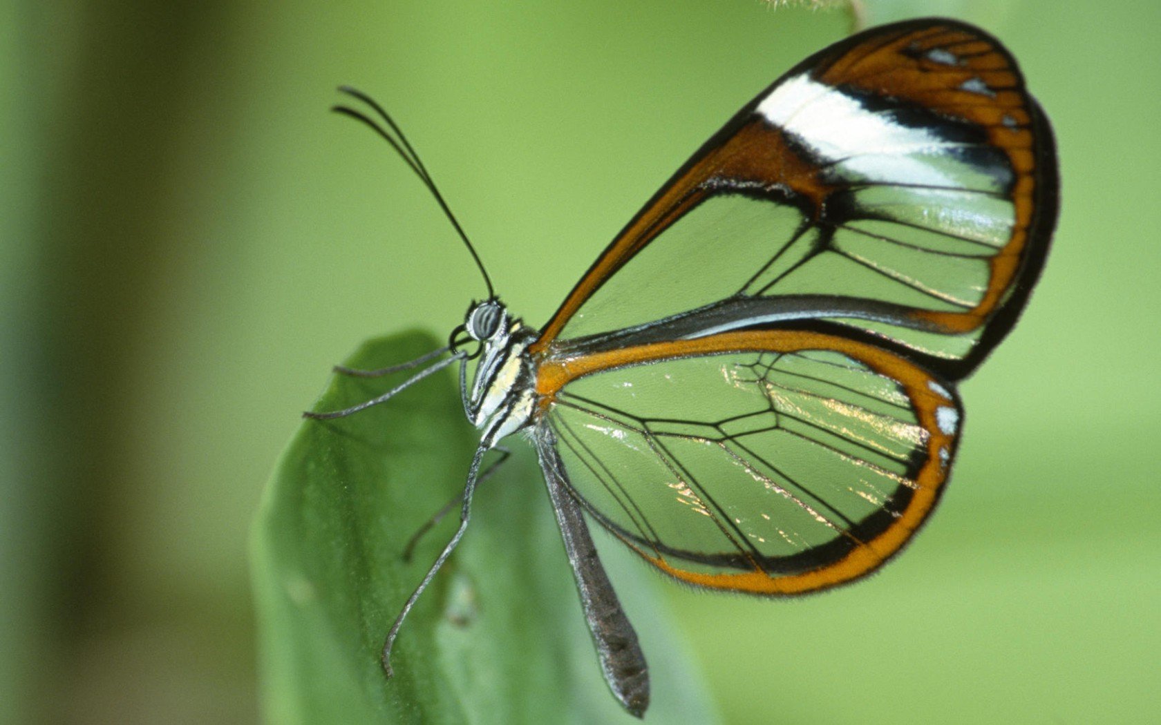 glasswing, Butterfly, Butterflies Wallpapers HD / Desktop and Mobile ...