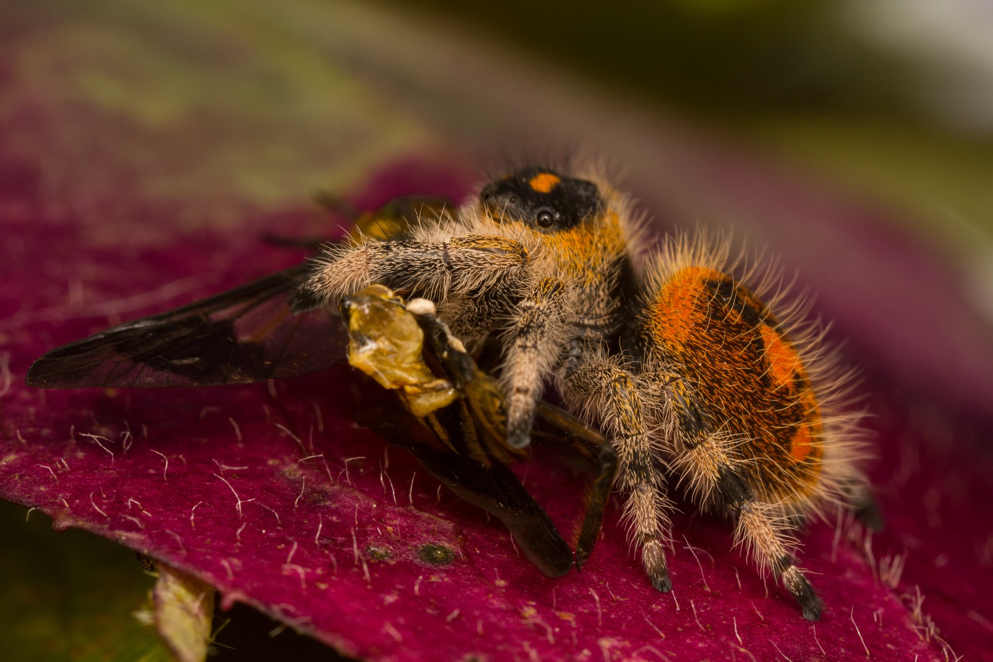 insects, Spiders, Nature, Macro, Closeup, Zoom Wallpapers HD / Desktop ...