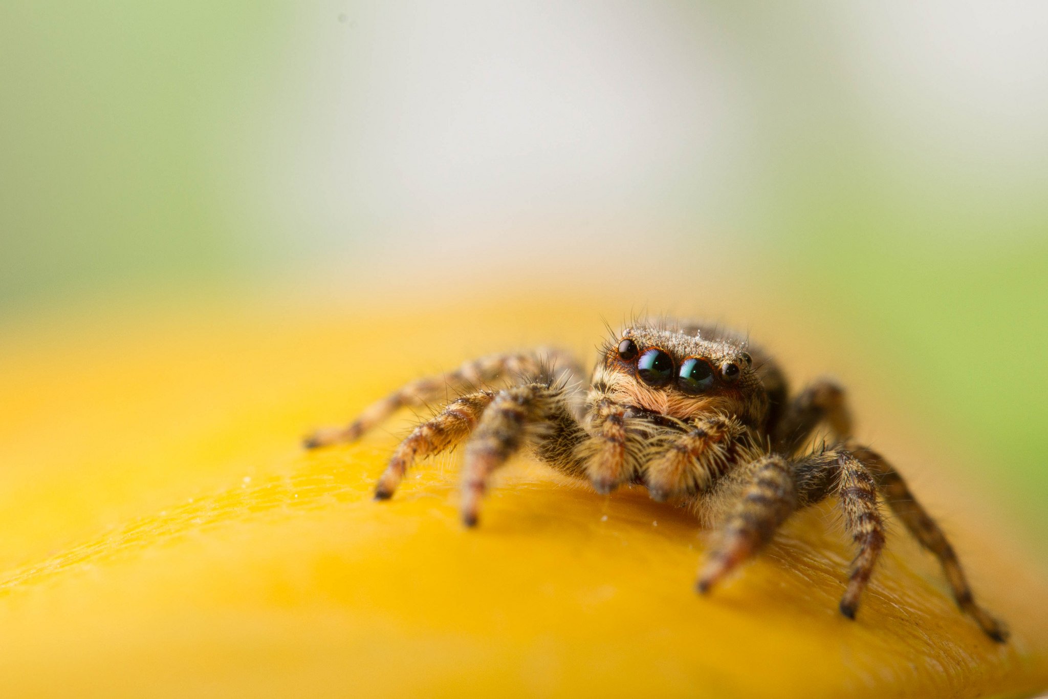 insects, Spiders, Nature, Macro, Closeup, Zoom Wallpapers HD / Desktop ...