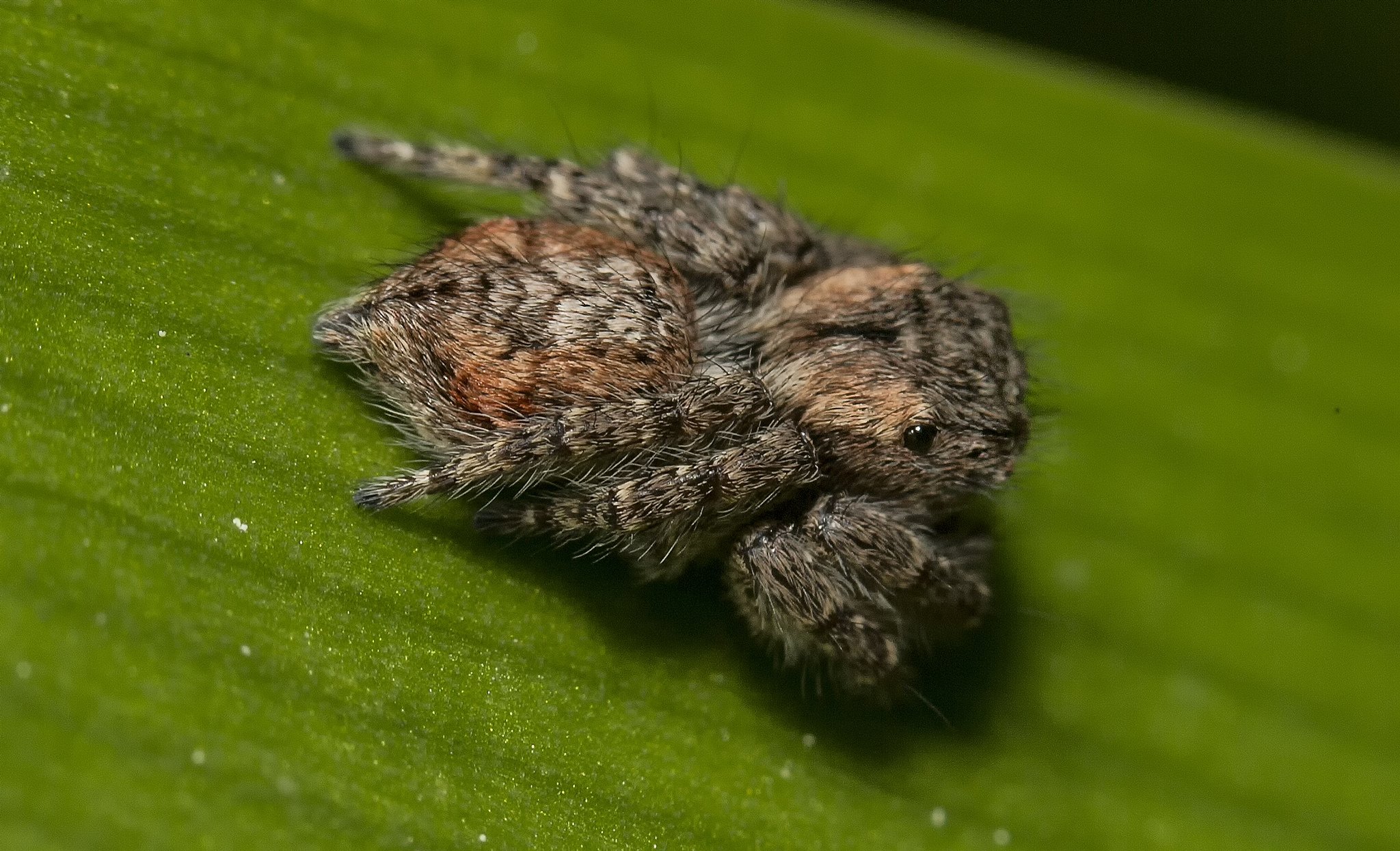 insects, Spiders, Nature, Macro, Closeup, Zoom Wallpapers HD / Desktop ...