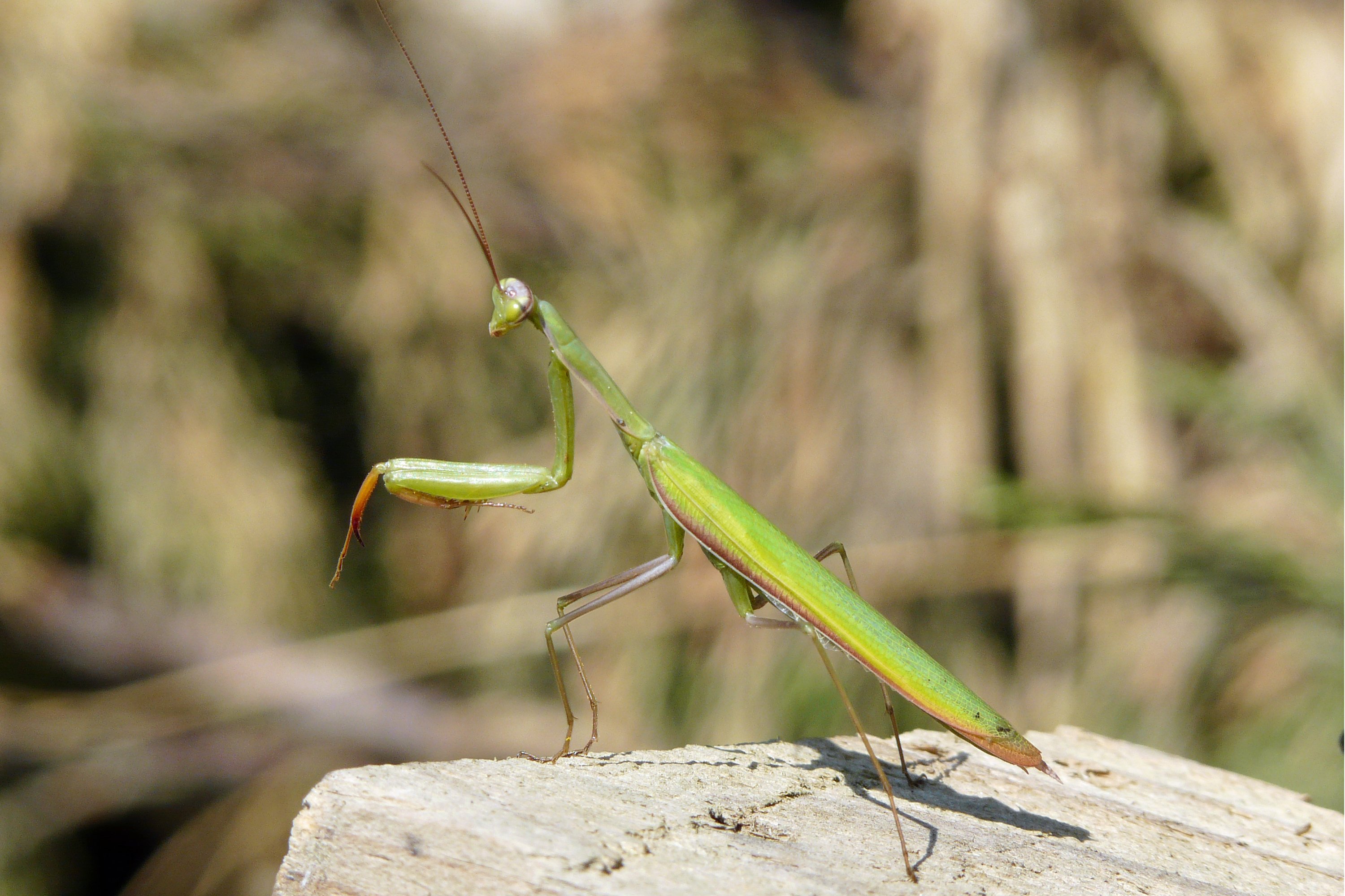 insects, Mantis, Mante, Religieuse, Nature, Macro, Closeup, Zoom ...