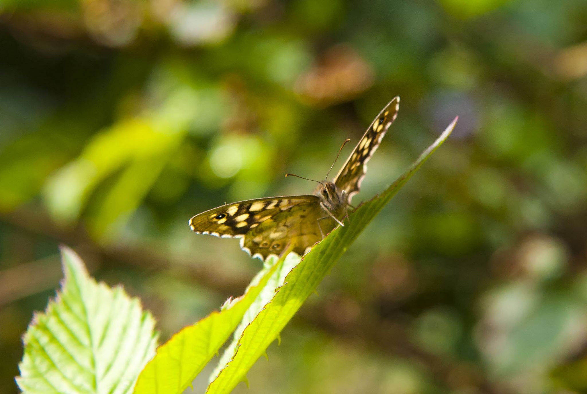 butterfly, Nature, Insects, Macro, Zoom, Close up, Wallpaper Wallpapers ...