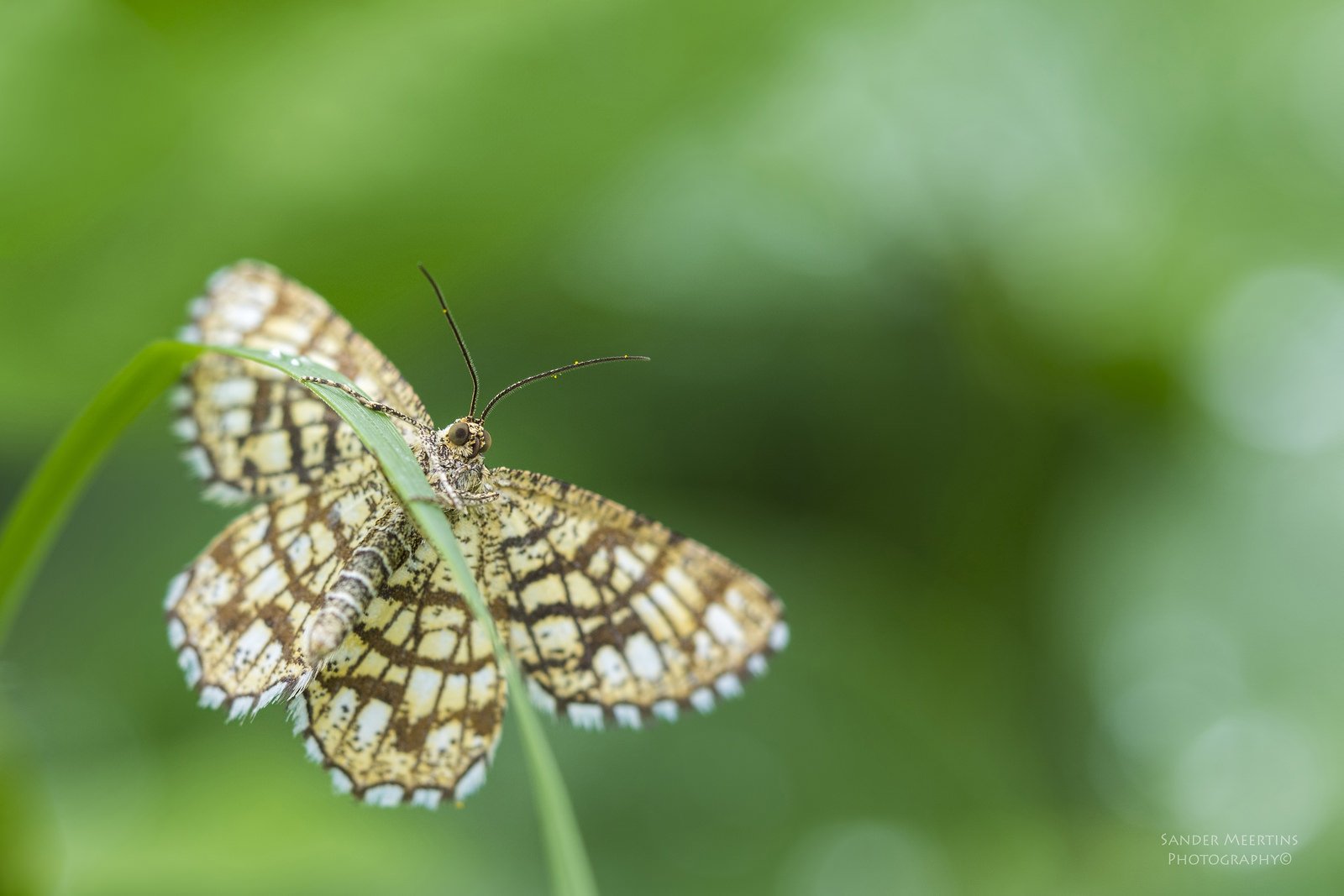 butterfly, Nature, Insects, Macro, Zoom, Close up, Wallpaper Wallpapers ...
