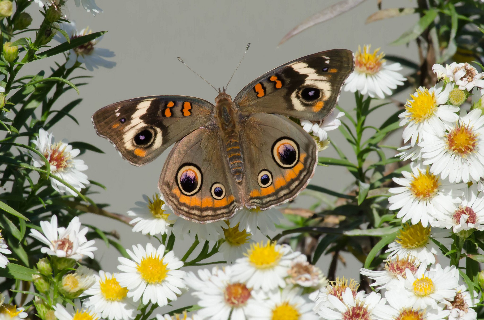 butterfly, Nature, Insects, Macro, Zoom, Close up, Wallpaper Wallpapers ...