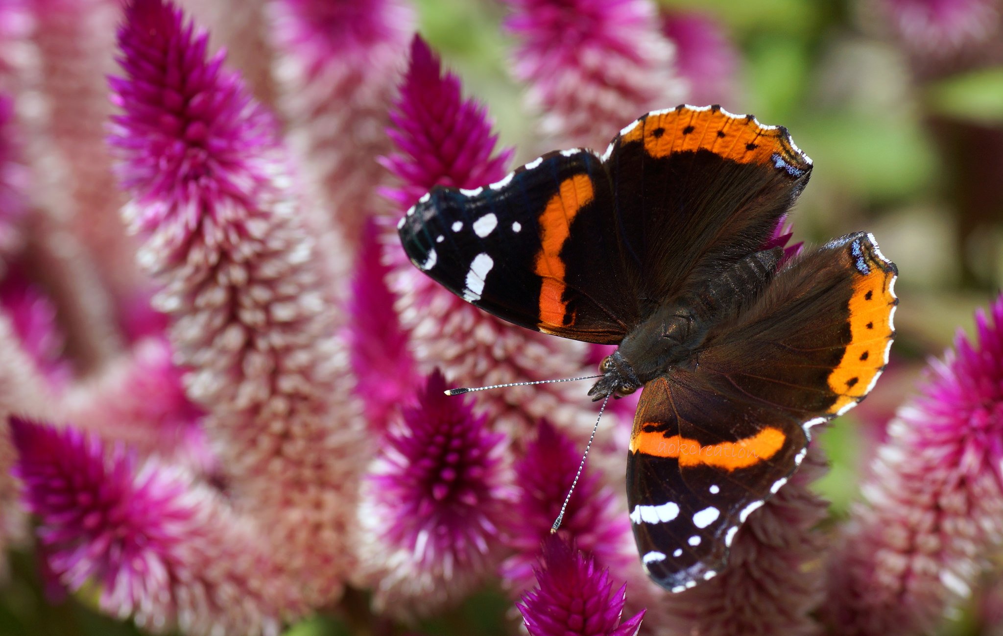 butterfly, Nature, Insects, Macro, Zoom, Close up, Wallpaper Wallpapers ...