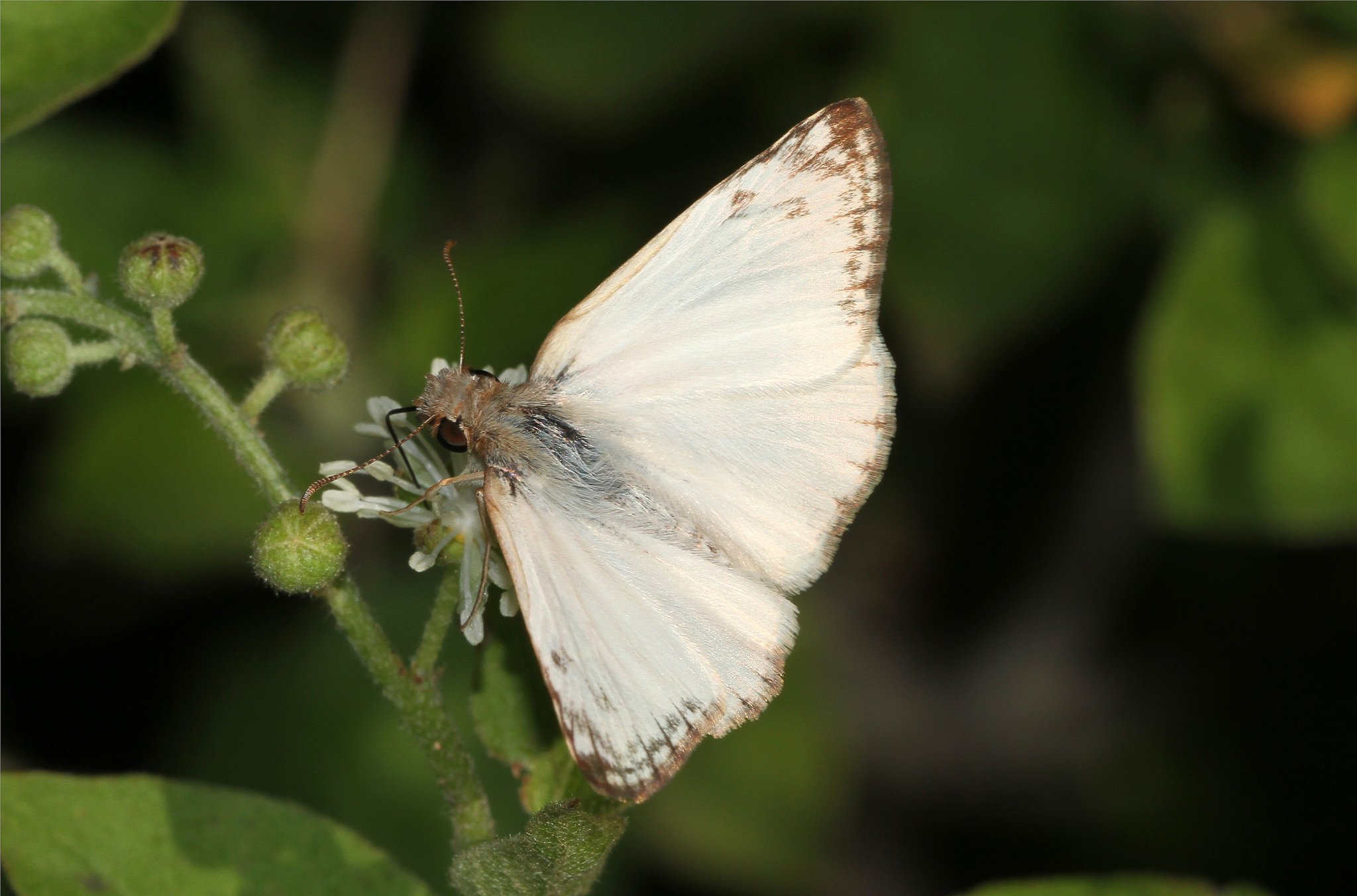 butterfly, Nature, Insects, Macro, Zoom, Close up, Wallpaper Wallpapers ...
