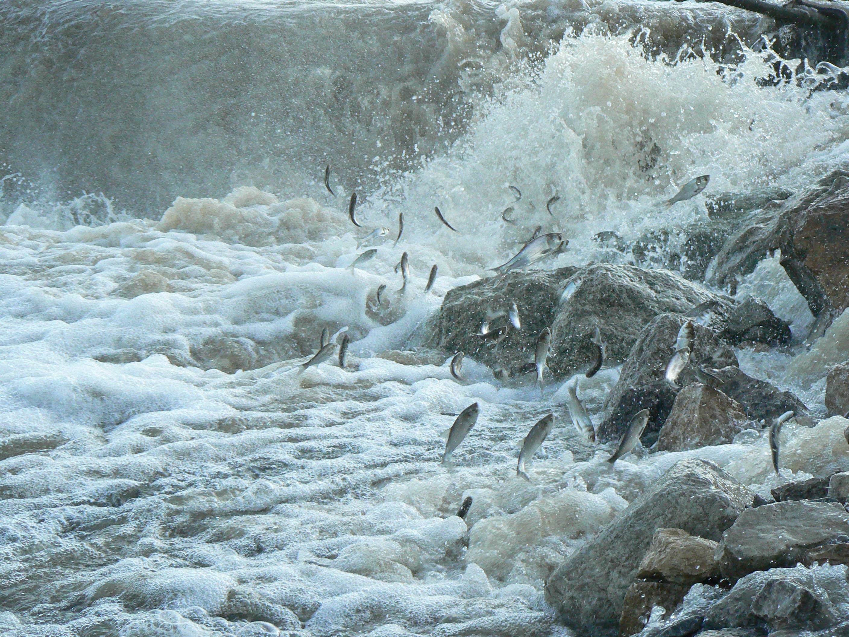 carp, Fish, Cyprinidae Wallpapers HD / Desktop and Mobile Backgrounds