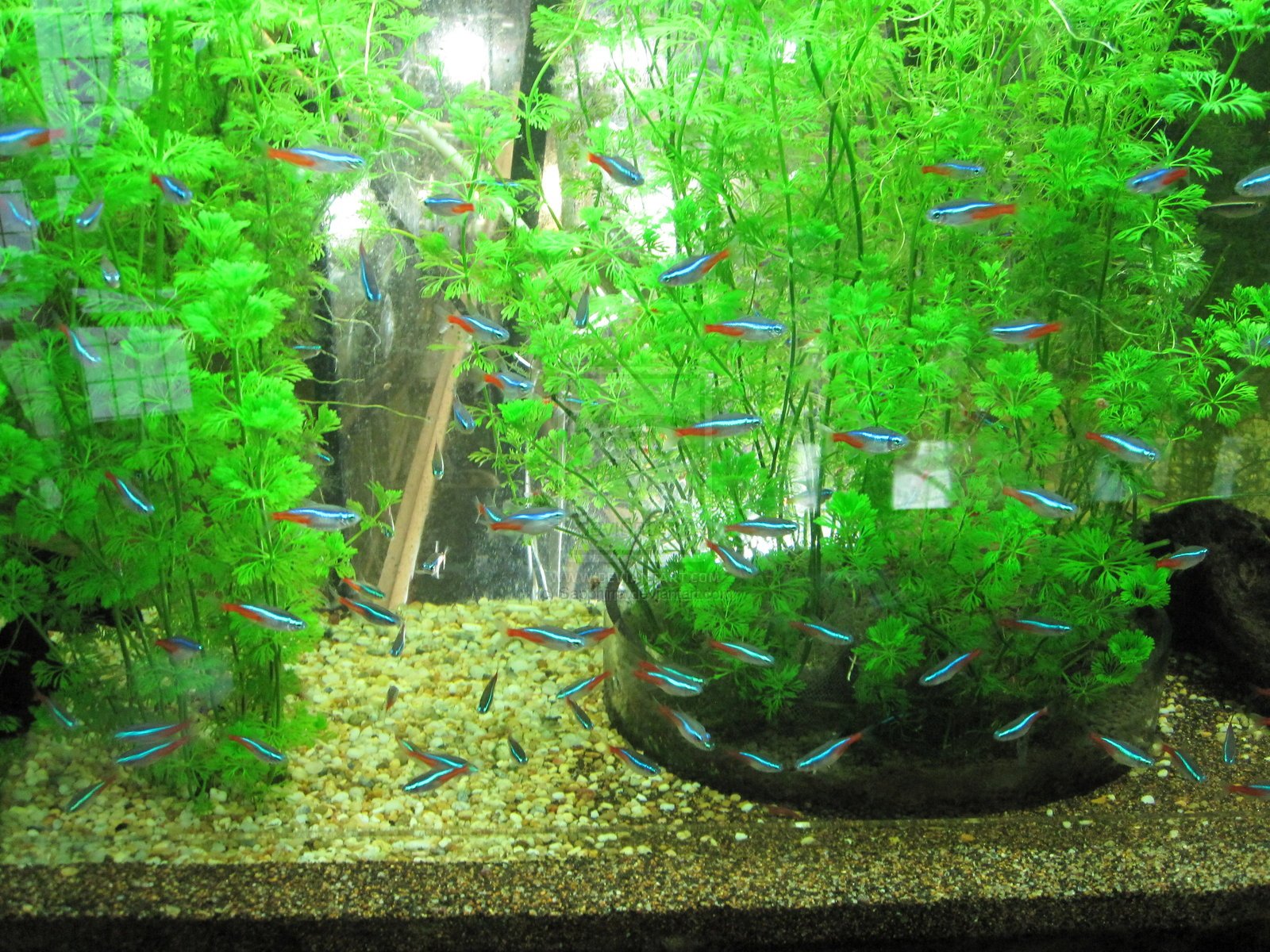 tetra, Fish, Tropical Wallpapers HD / Desktop and Mobile Backgrounds