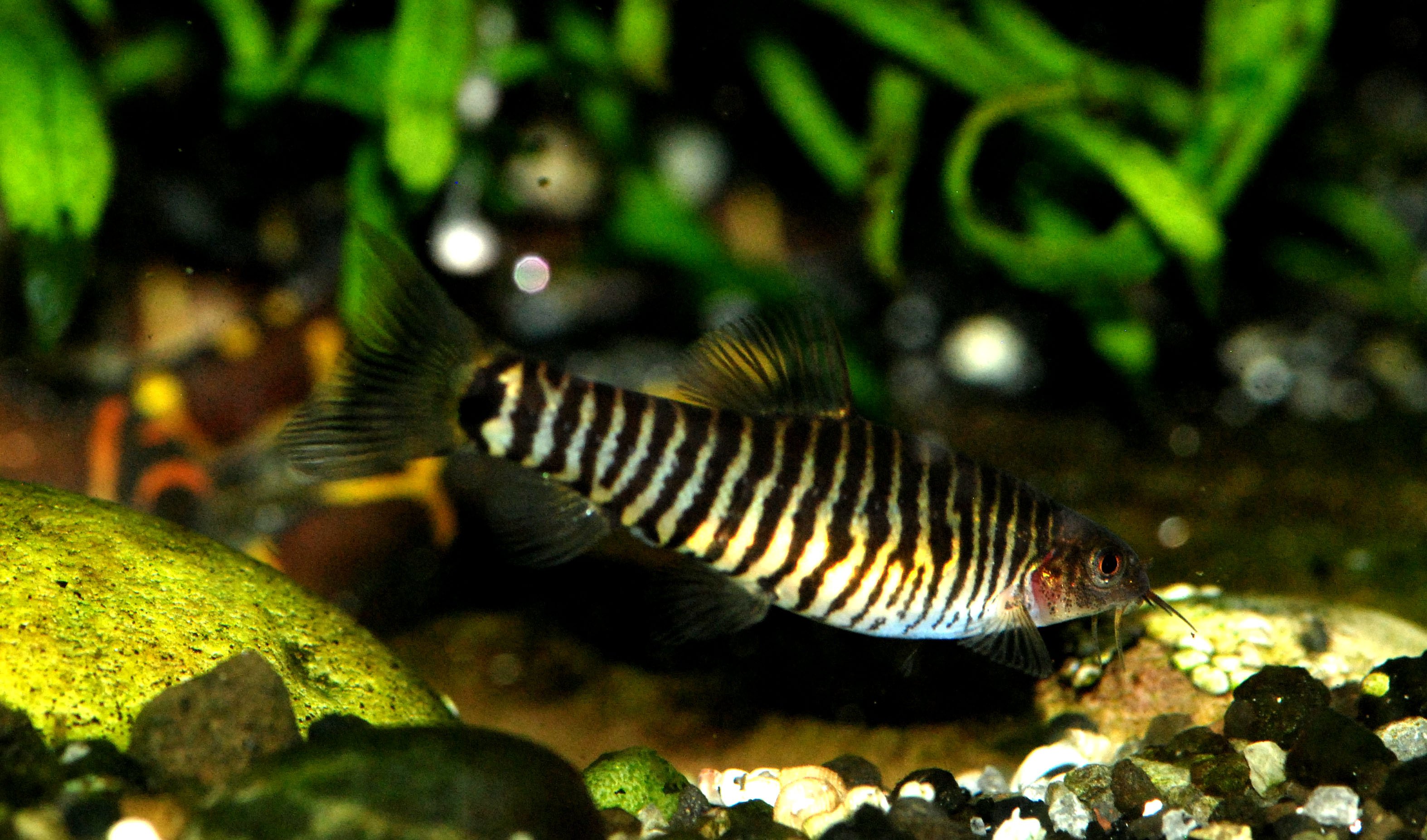 loach, Tropical, Fish Wallpapers HD / Desktop and Mobile Backgrounds